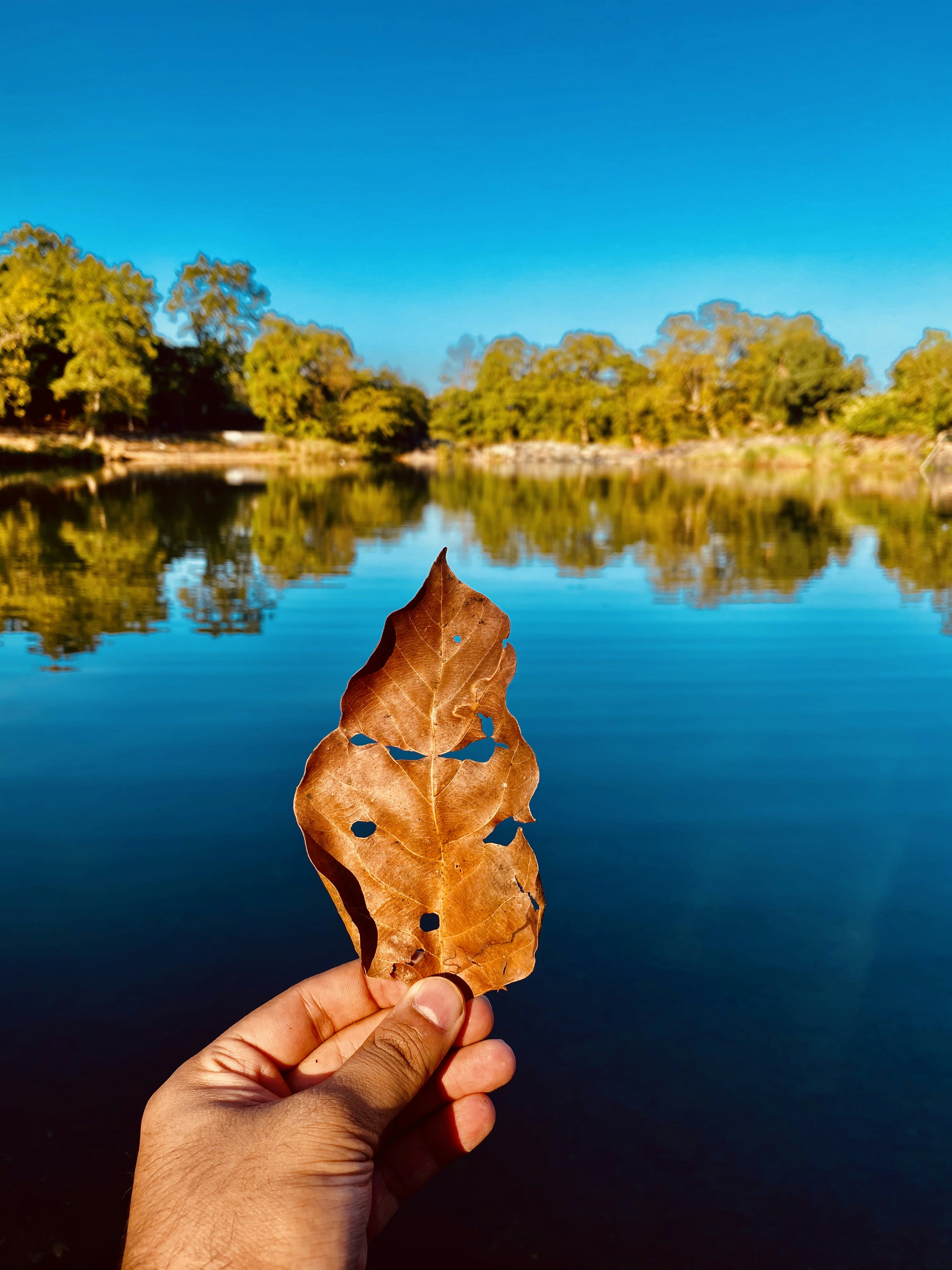Hand holding a dried, perforated leaf against a serene lake reflecting a clear blue sky and distant trees.