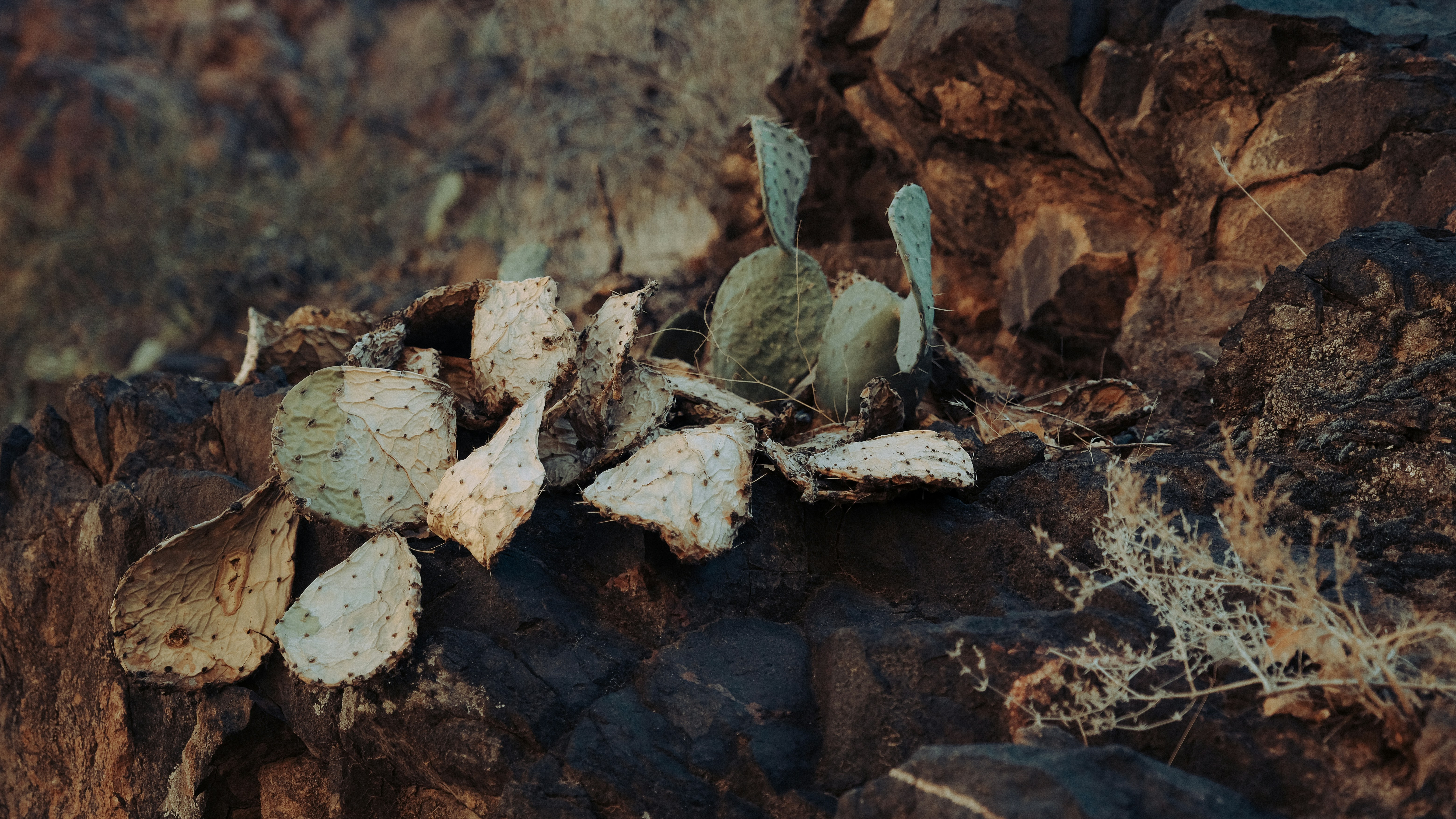 Deserted Leaf Veils on Weathered Rock