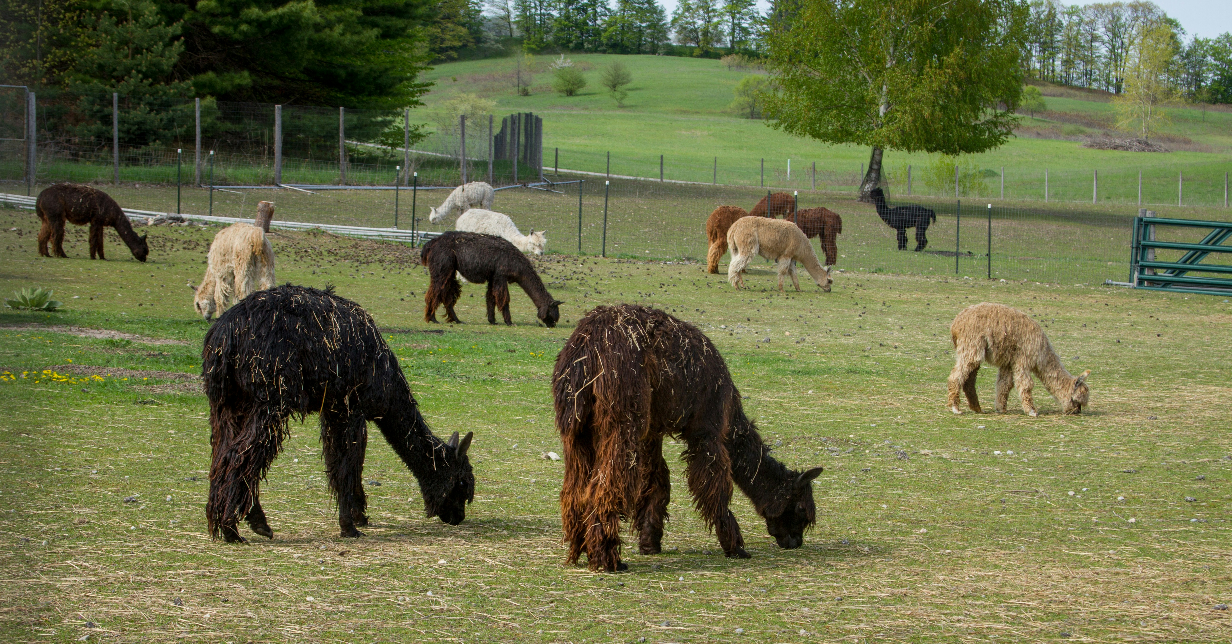 Alpacas Pictures | Download Free Images on Unsplash