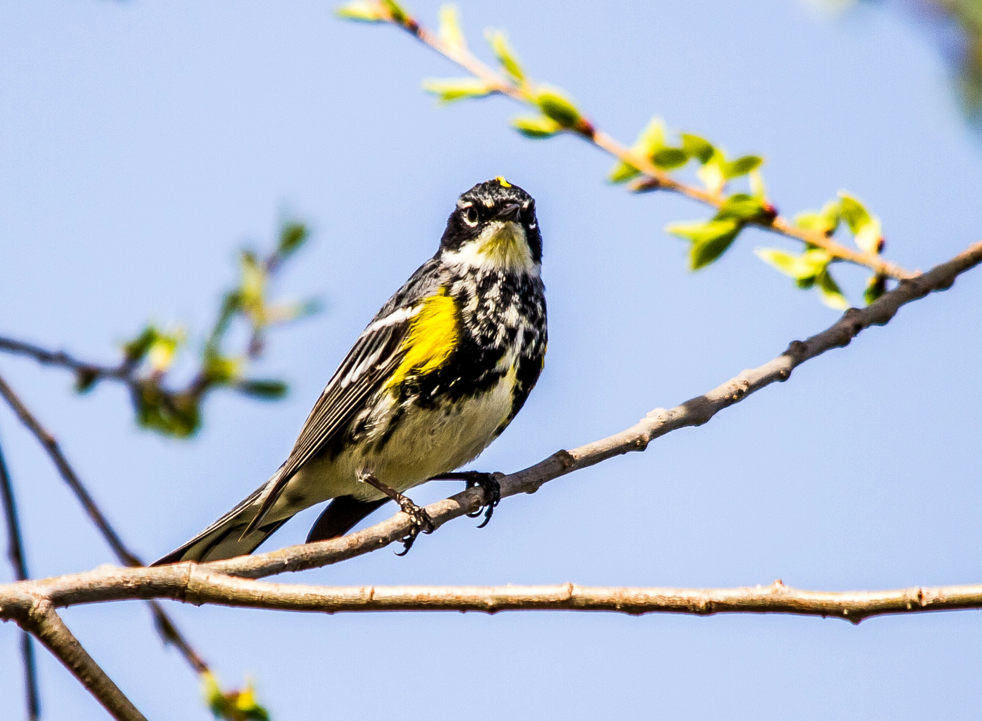 Yellow-rumped warbler perched on a branch amidst budding leaves against a clear blue sky.