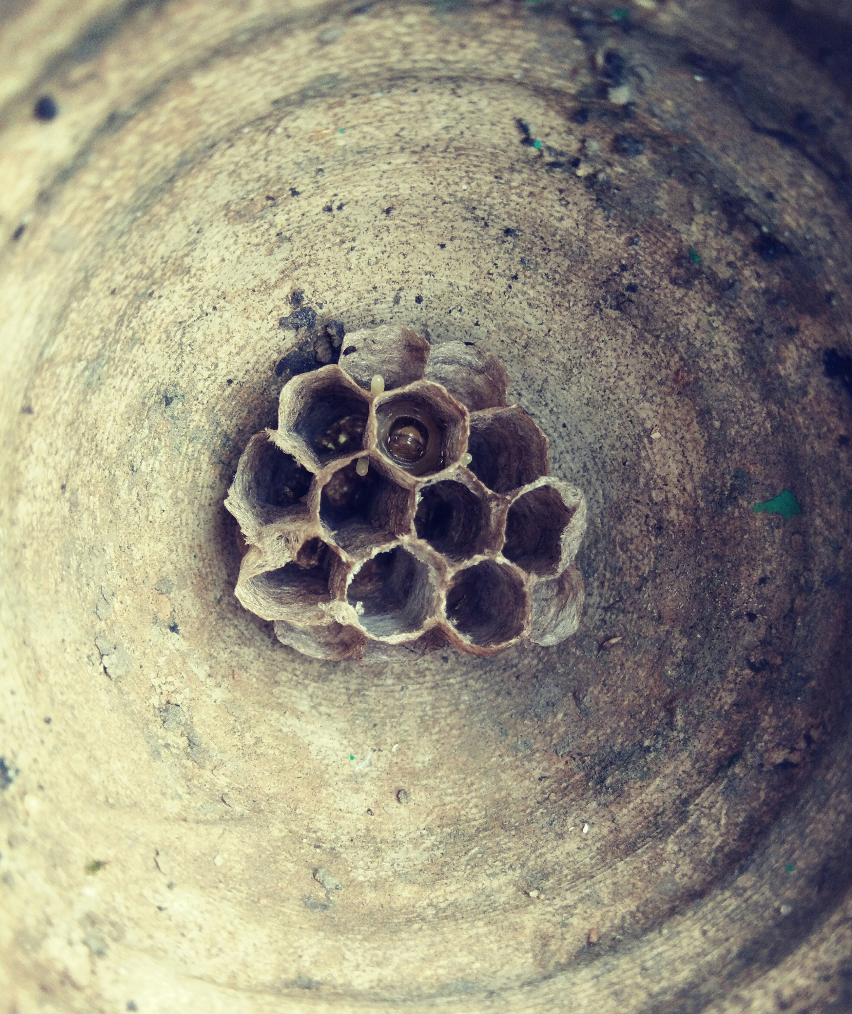Macro photograph of a honeycomb nest inside a weathered clay cylinder. The clustered hexagonal cells form a compact center amid a dusty, circular vessel.