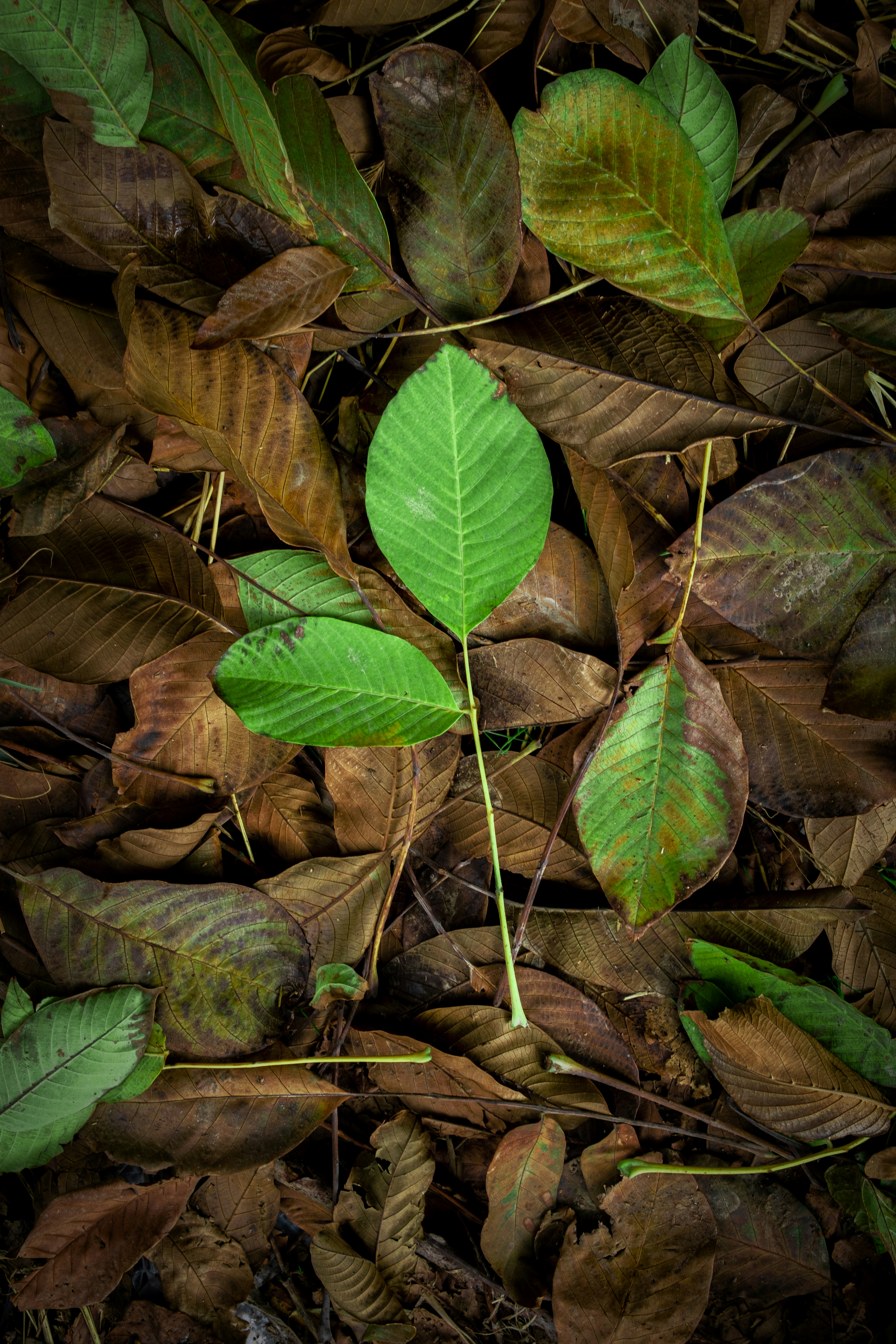 A vibrant green leaf stands out against a backdrop of brown, wilted foliage, symbolizing resilience and renewal.