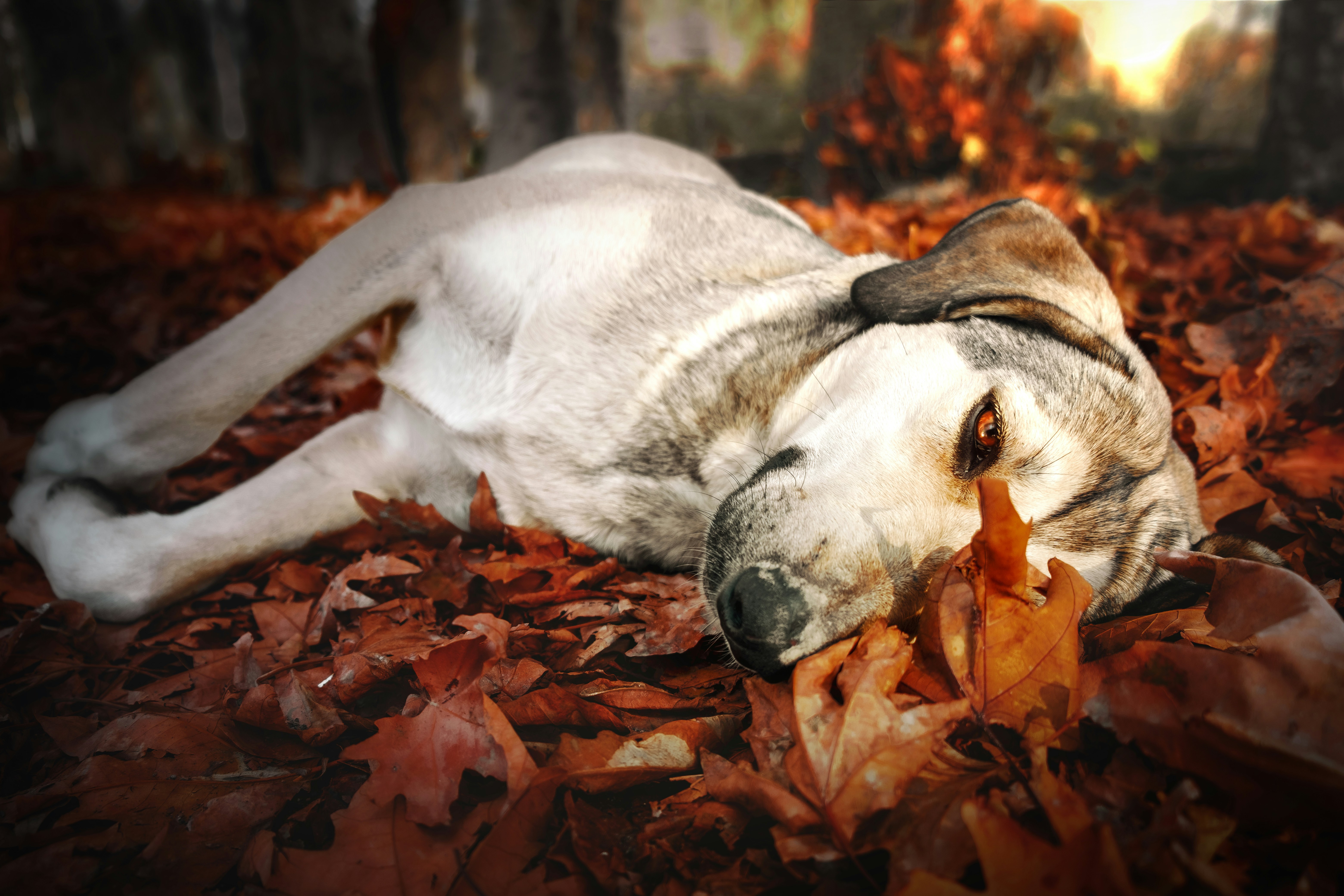 a close up of a dog lying on the ground
