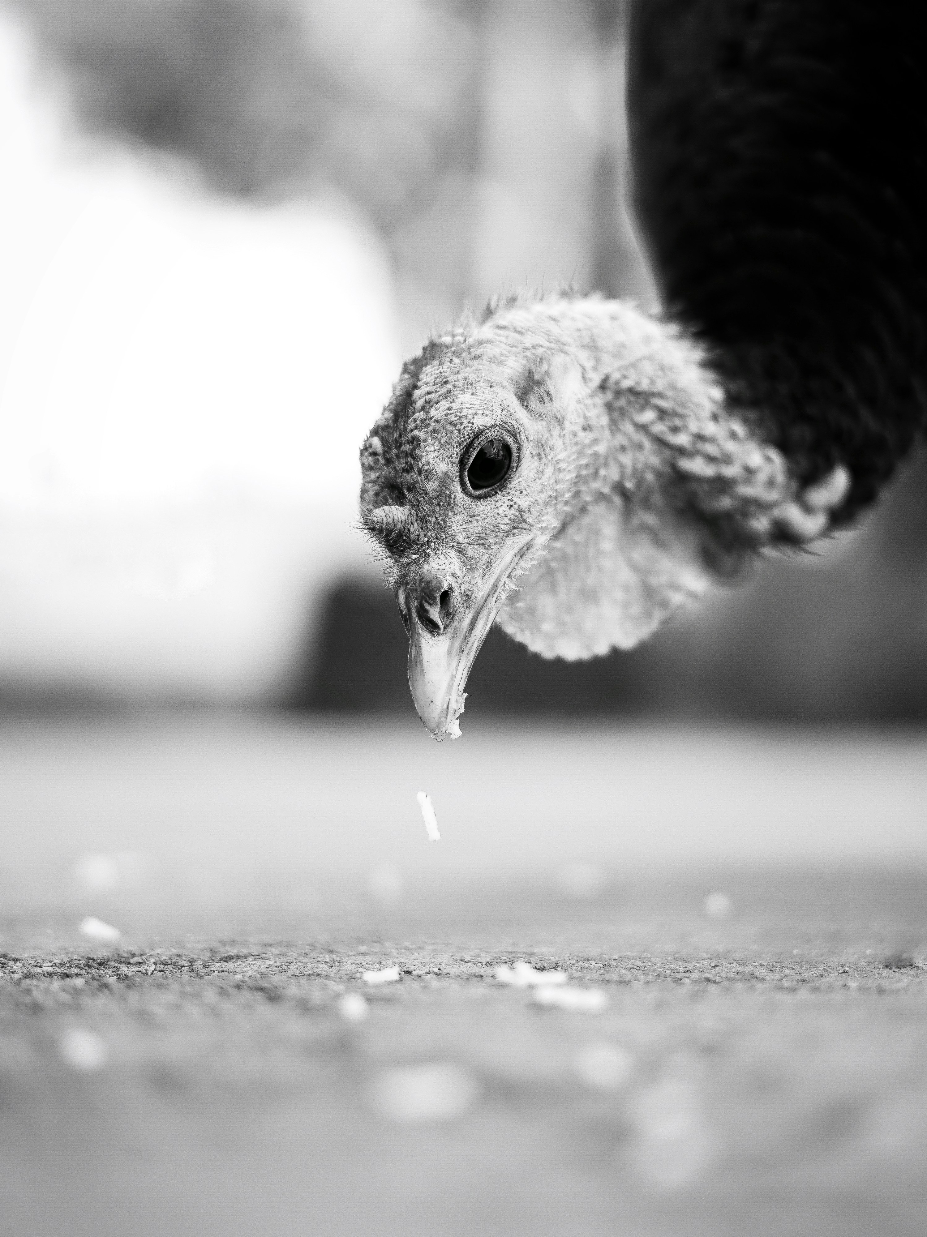 Narrow Focus on a Curious Head Tilt