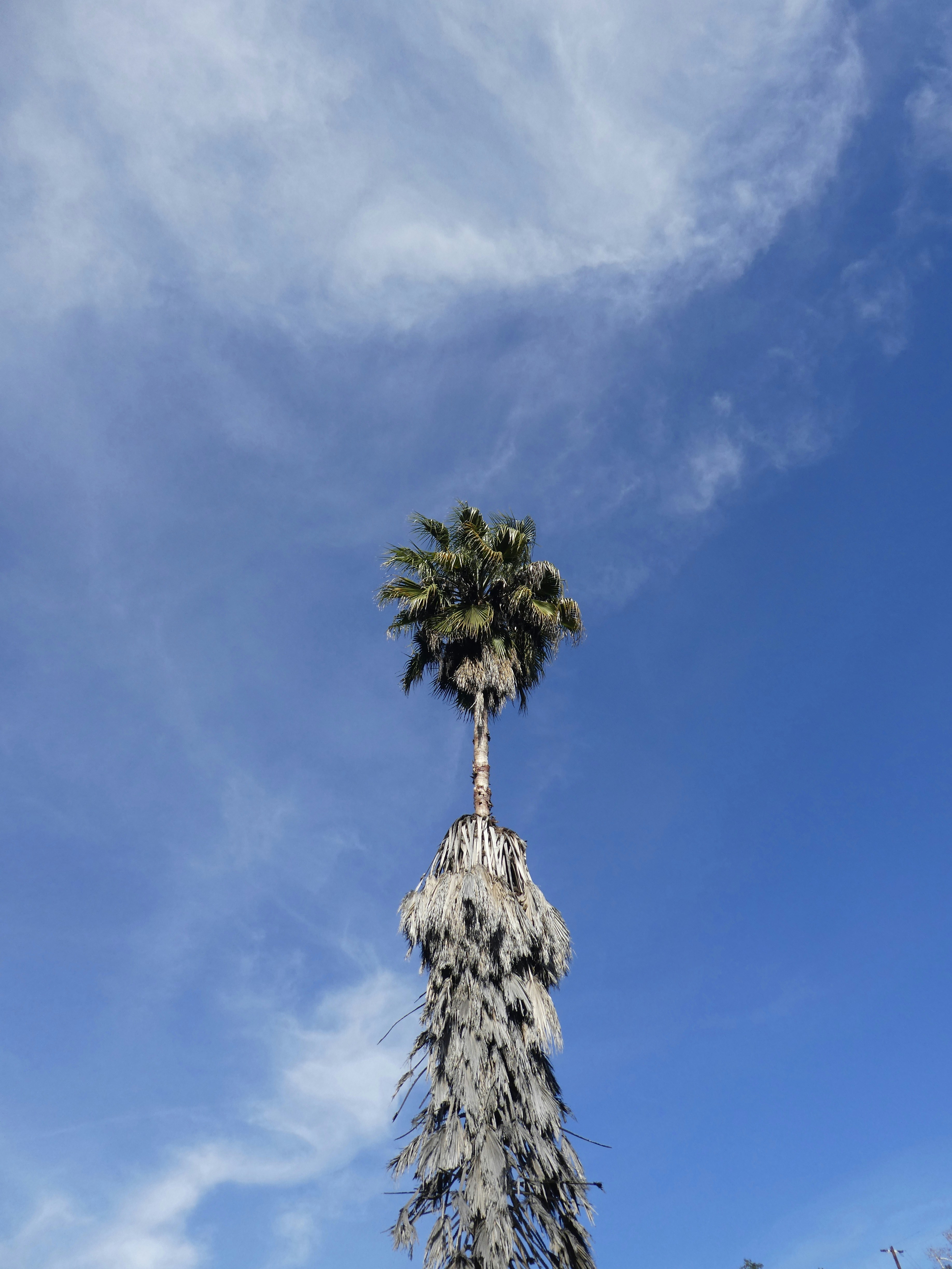 Tall palm tree reaching towards a vibrant blue sky with wispy clouds. A striking natural silhouette against the backdrop.