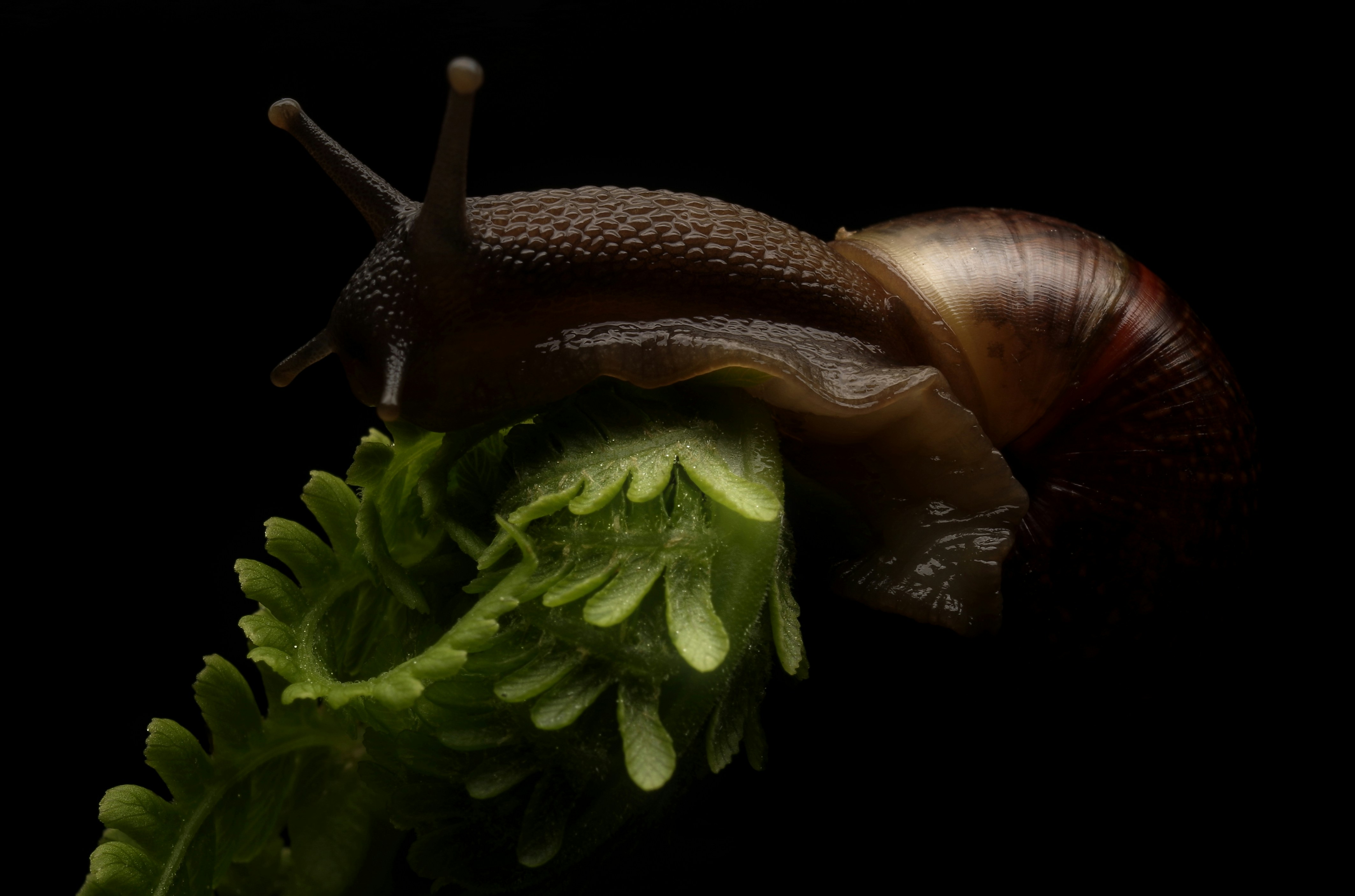 A detailed close-up of a snail gliding over a vibrant green fern against a dark backdrop. The contrast highlights the texture of the snail's shell and the delicate leaves.