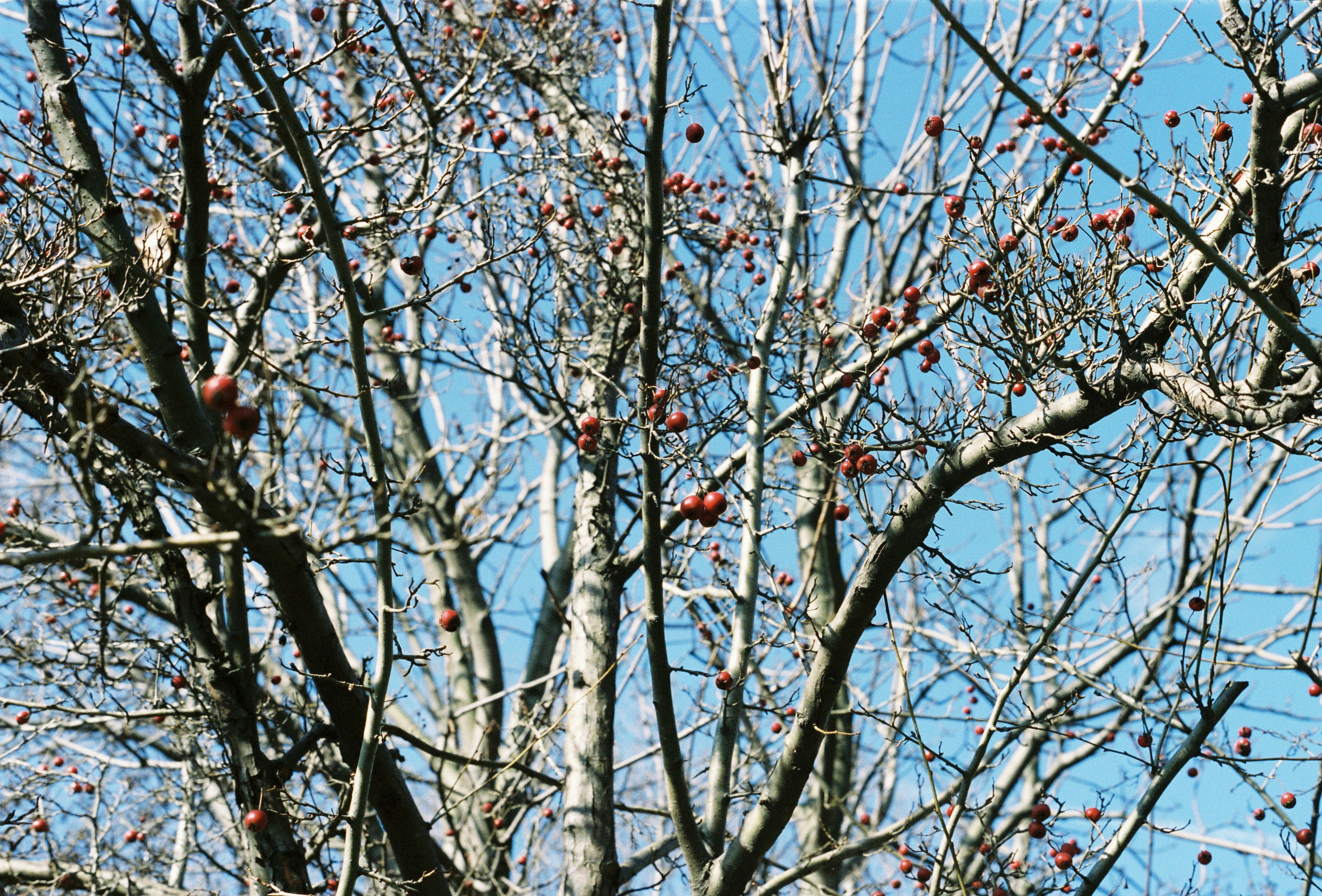 Crimson Beads Thread Through a Blue Winter Sky Among Bare Branches