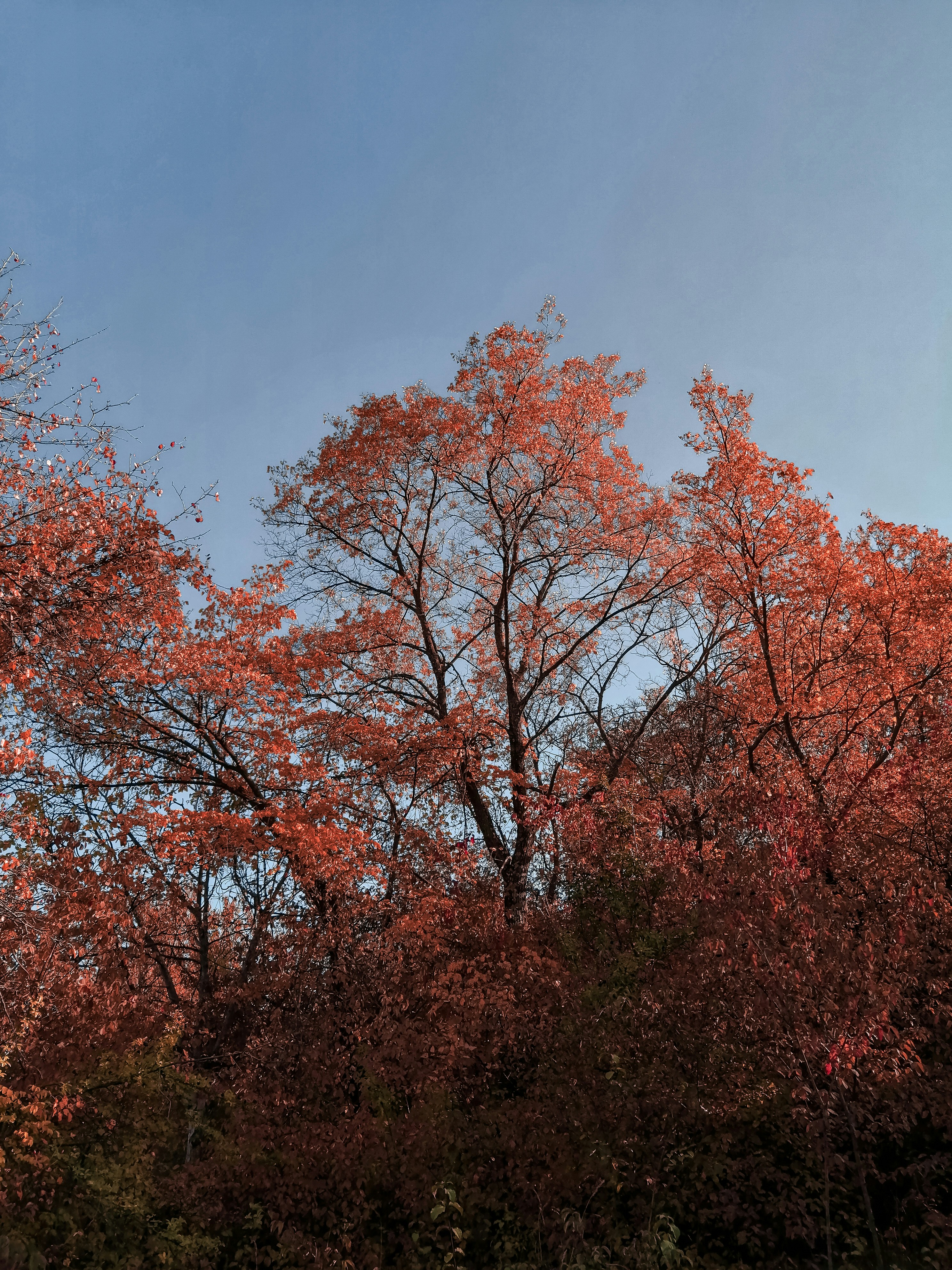 Vibrant autumn foliage showcases a tapestry of red leaves against a clear blue sky.