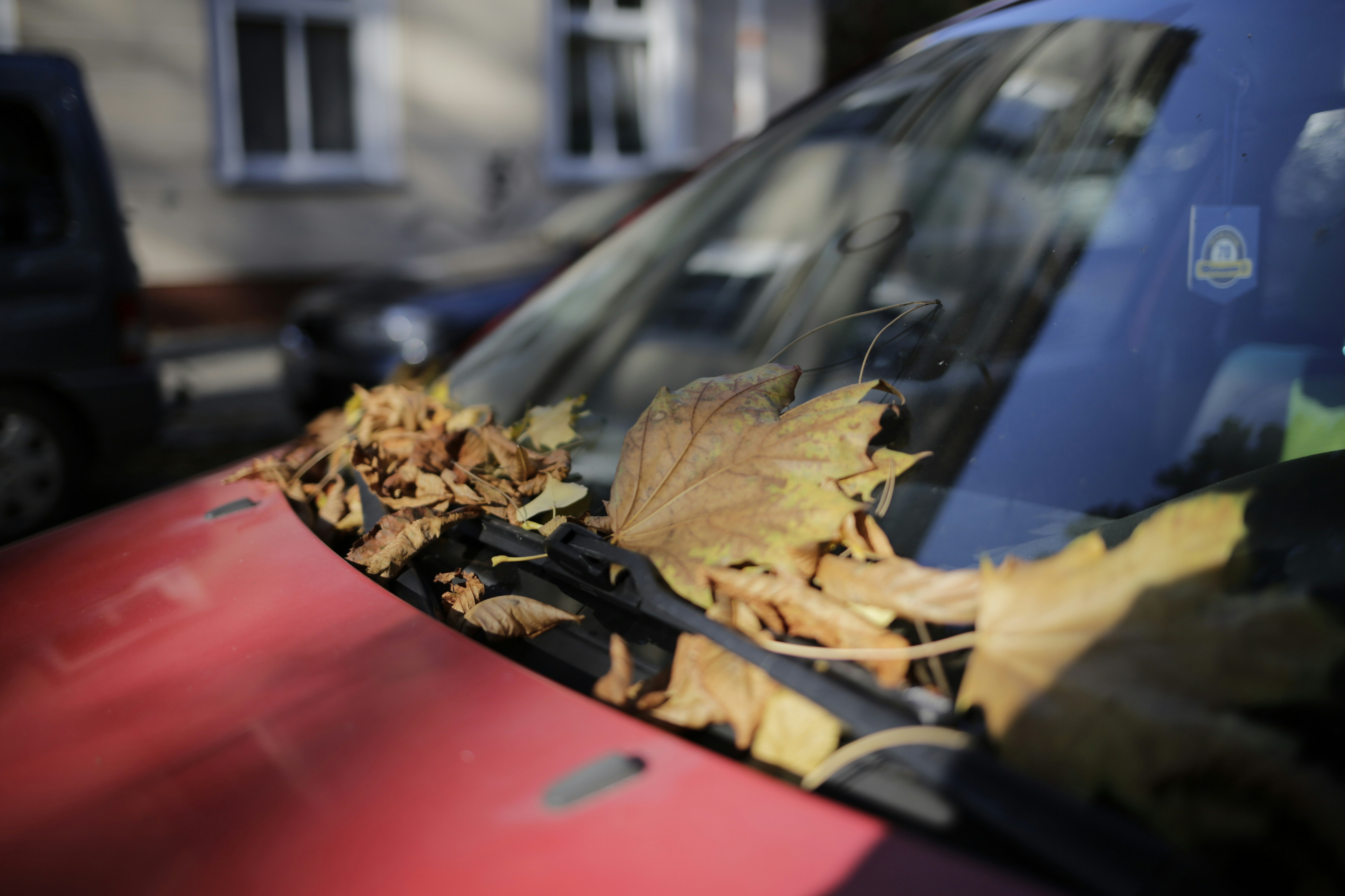 Large autumn leaves resting on the windshield of a red vehicle, capturing the essence of the changing seasons.