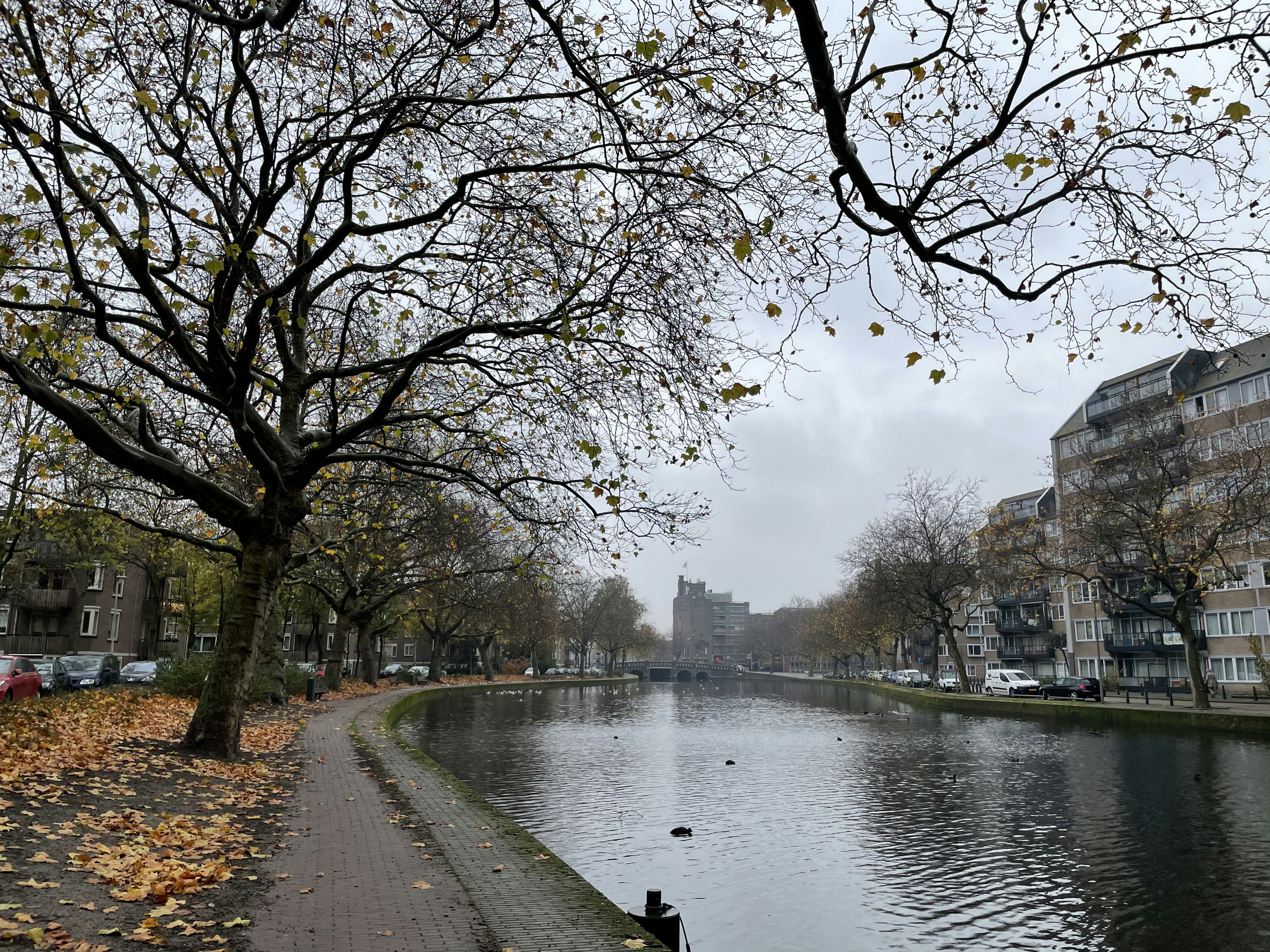 Greyline Canal Walk: Autumn Leaves Framing a Quiet Waterway