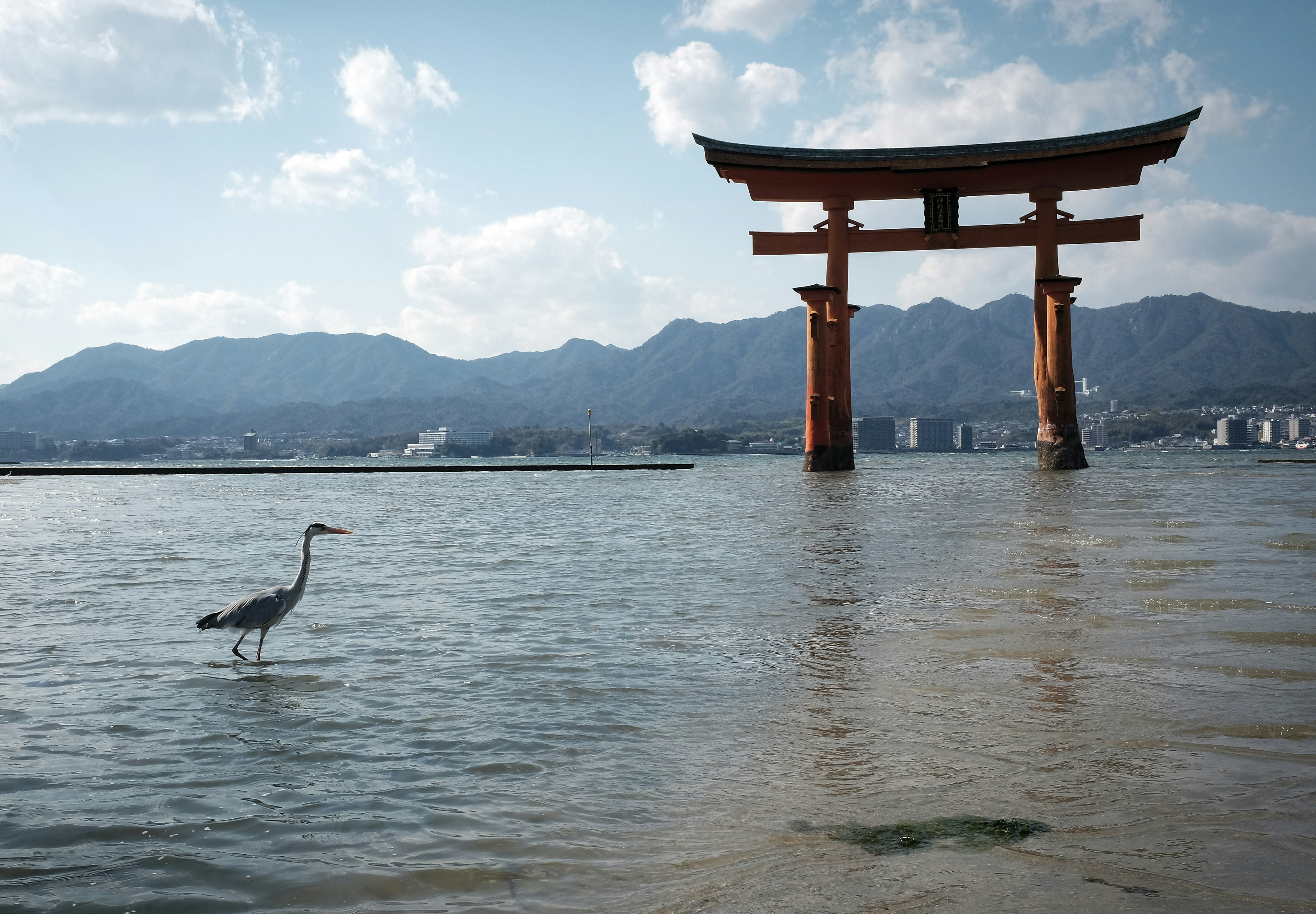 Serenity at the Torii Gate