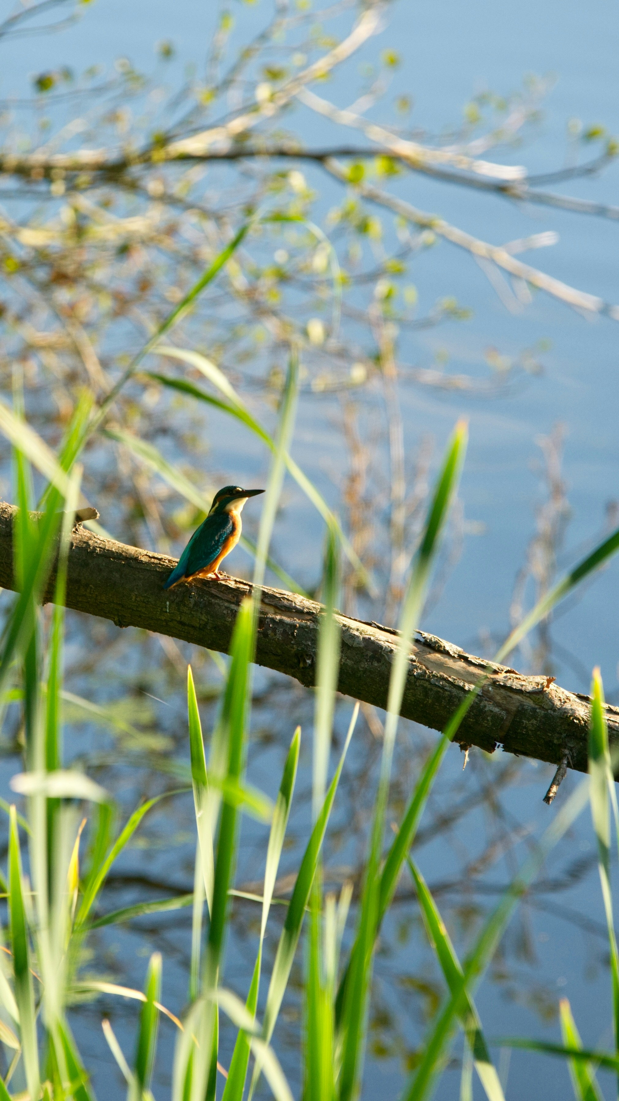 Kingfisher perched on a branch above calm water, surrounded by tall grasses and soft reflections. 