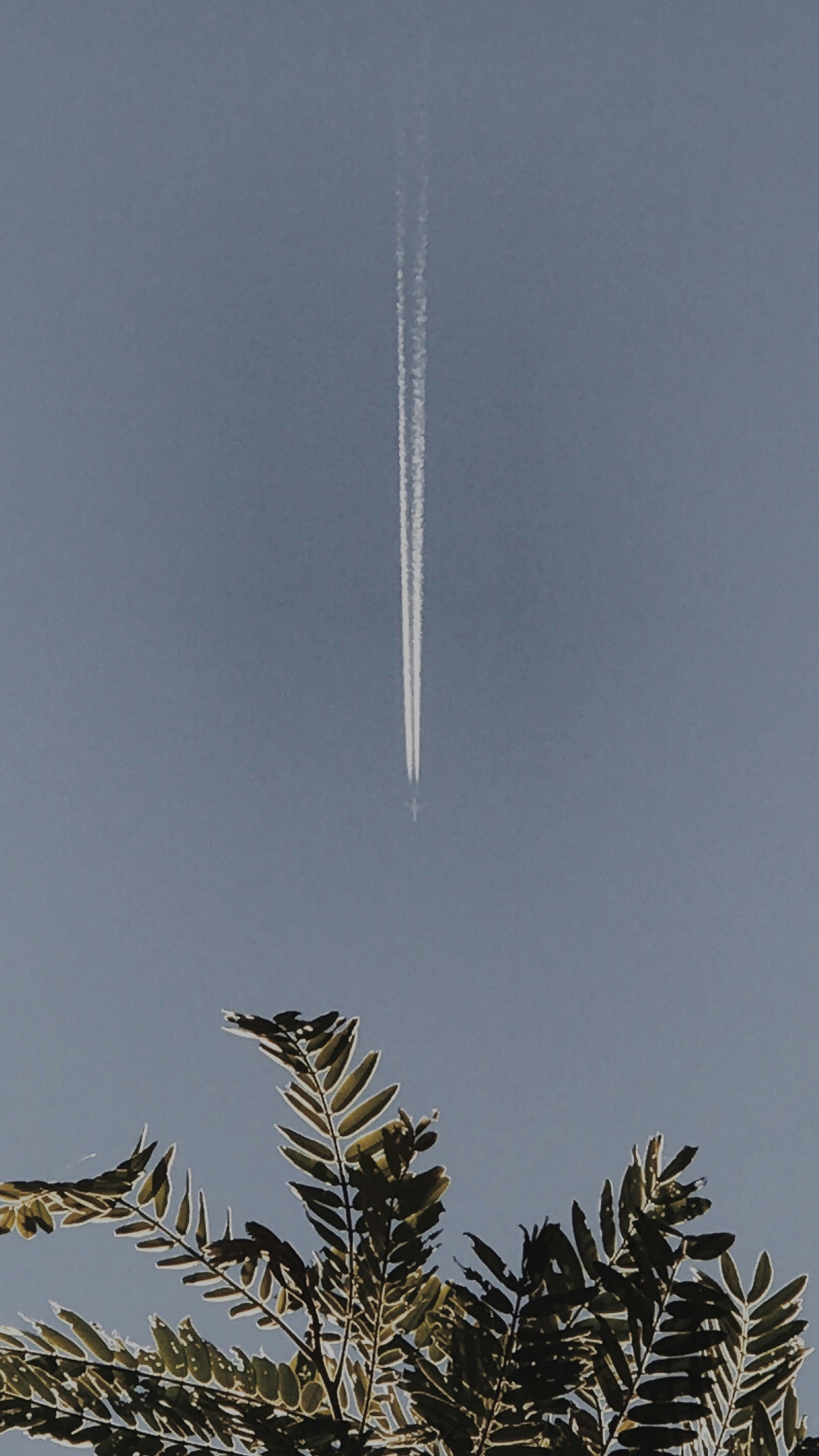 Vertical Twin Contrails Over a Quiet Canopy