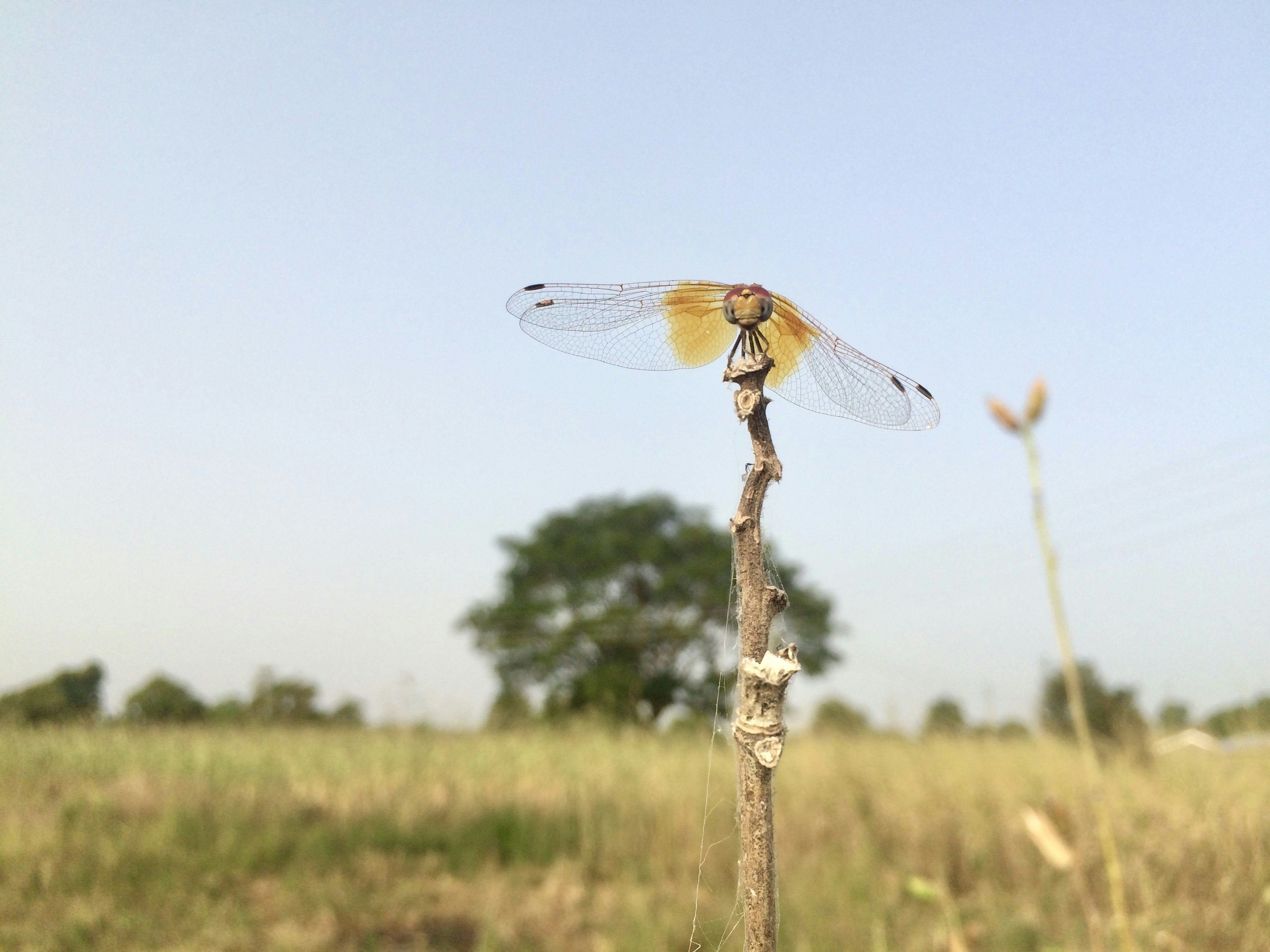 Dragonfly on a Weathered Twig: Quiet Prairie Moment