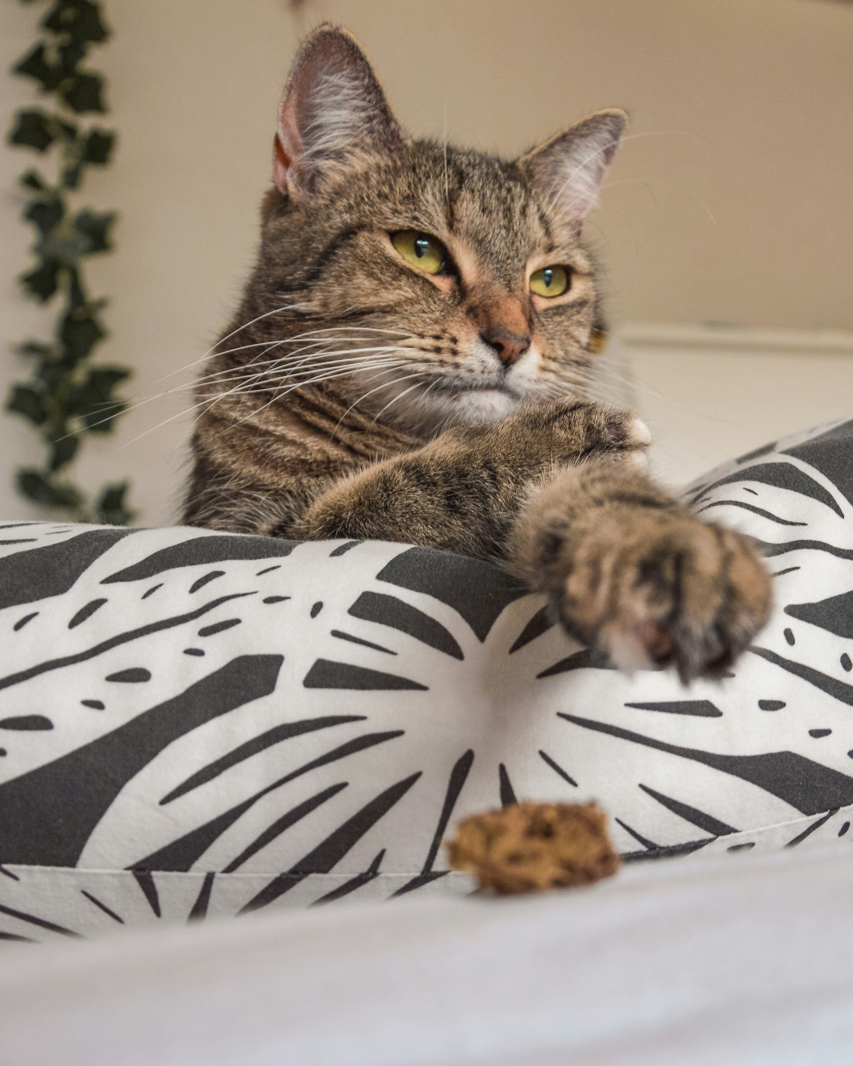 Amber-Eyed Tabby Reaches for a Treat on a Leaf-Patterned Cushion