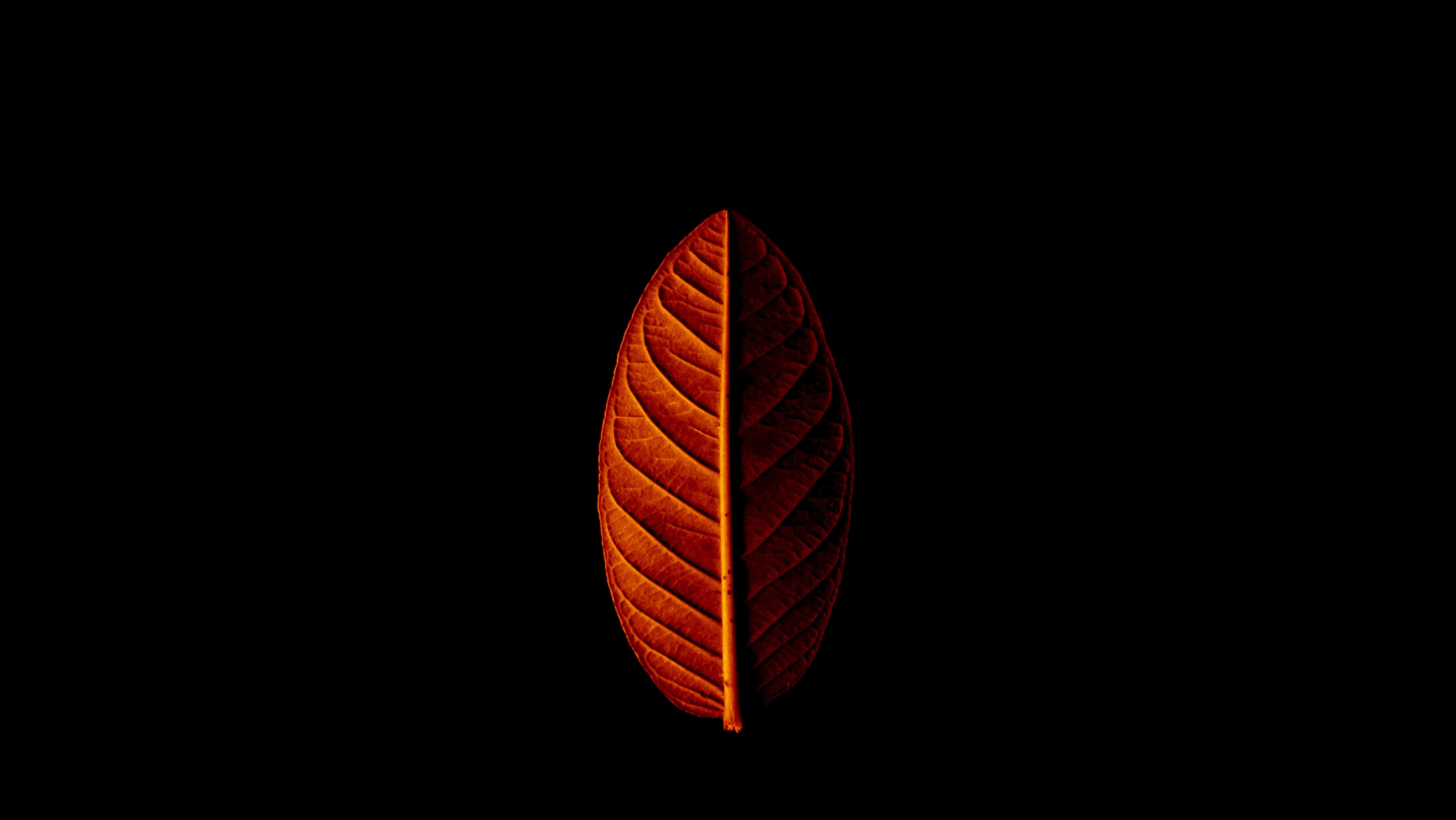 Crimson Vein Against Noir: A Minimal Leaf Portrait