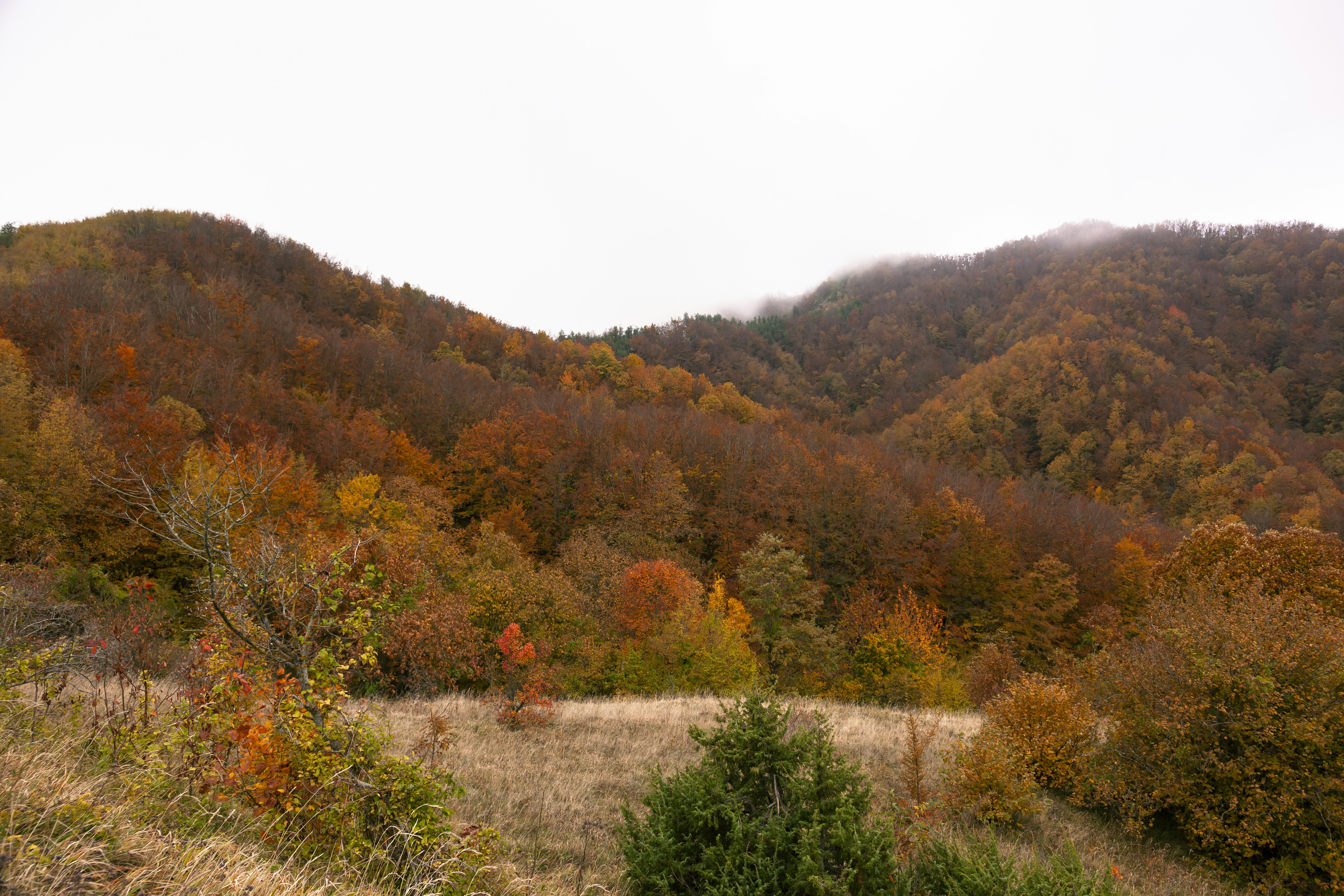 Vibrant autumn foliage blankets the rolling hills under a soft, misty sky, creating a serene landscape. The scene captures the transition of seasons in a tranquil setting.