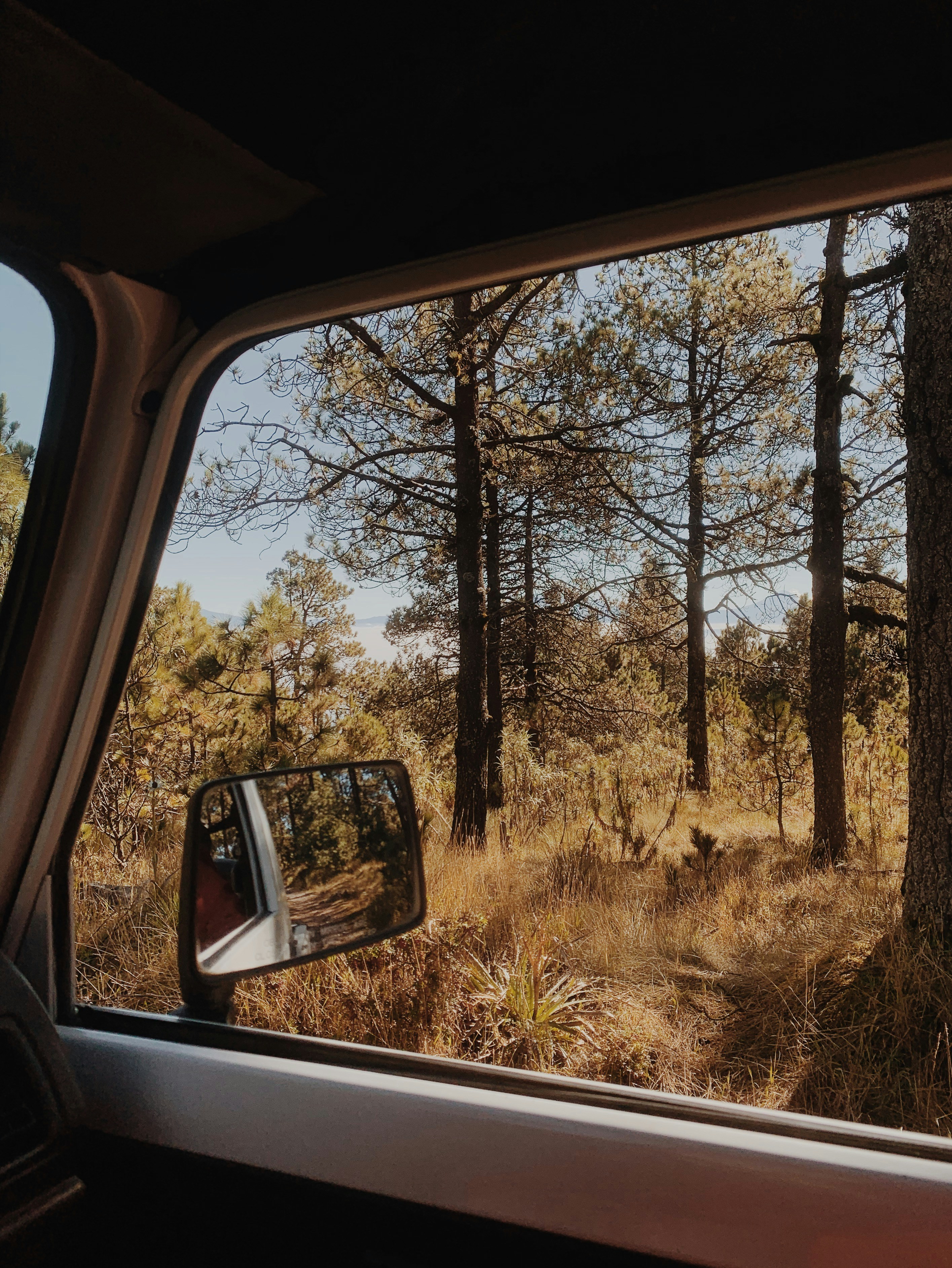 Sunlit Forest View from a Vehicle Window