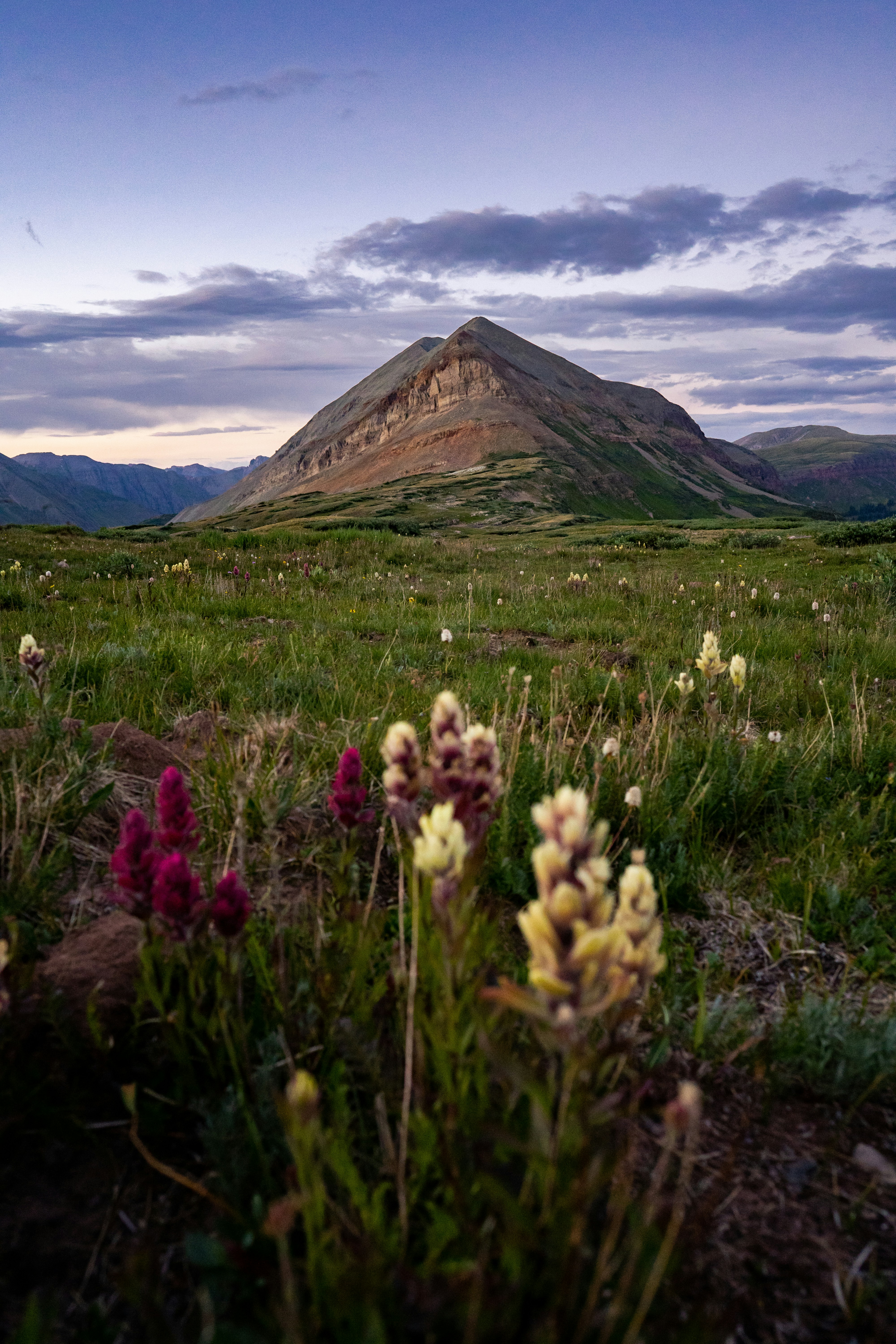 white flowers on green grass field near mountain under white clouds during daytime