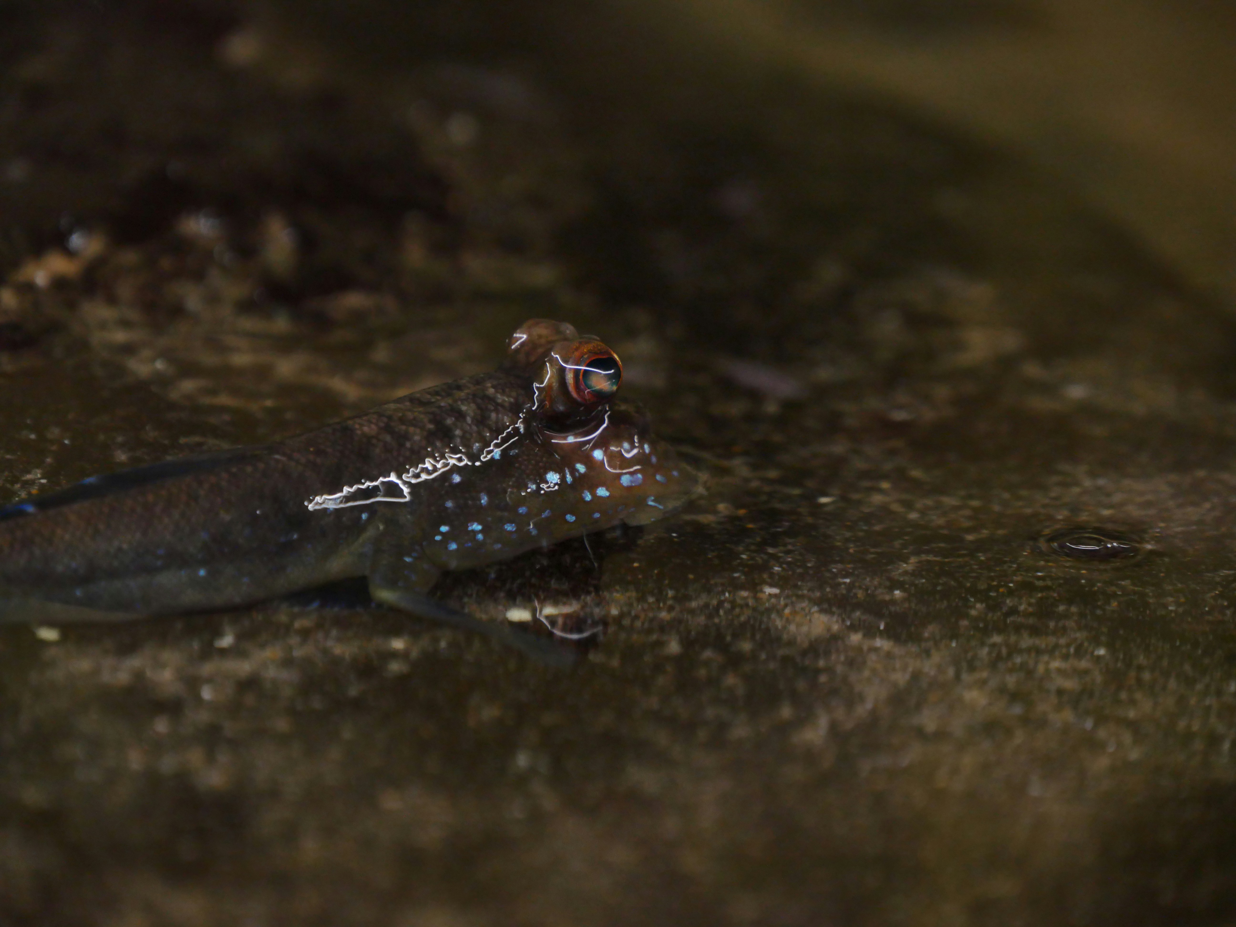 A mudskipper resting on a wet surface, showcasing its unique adaptations for life both in water and on land.