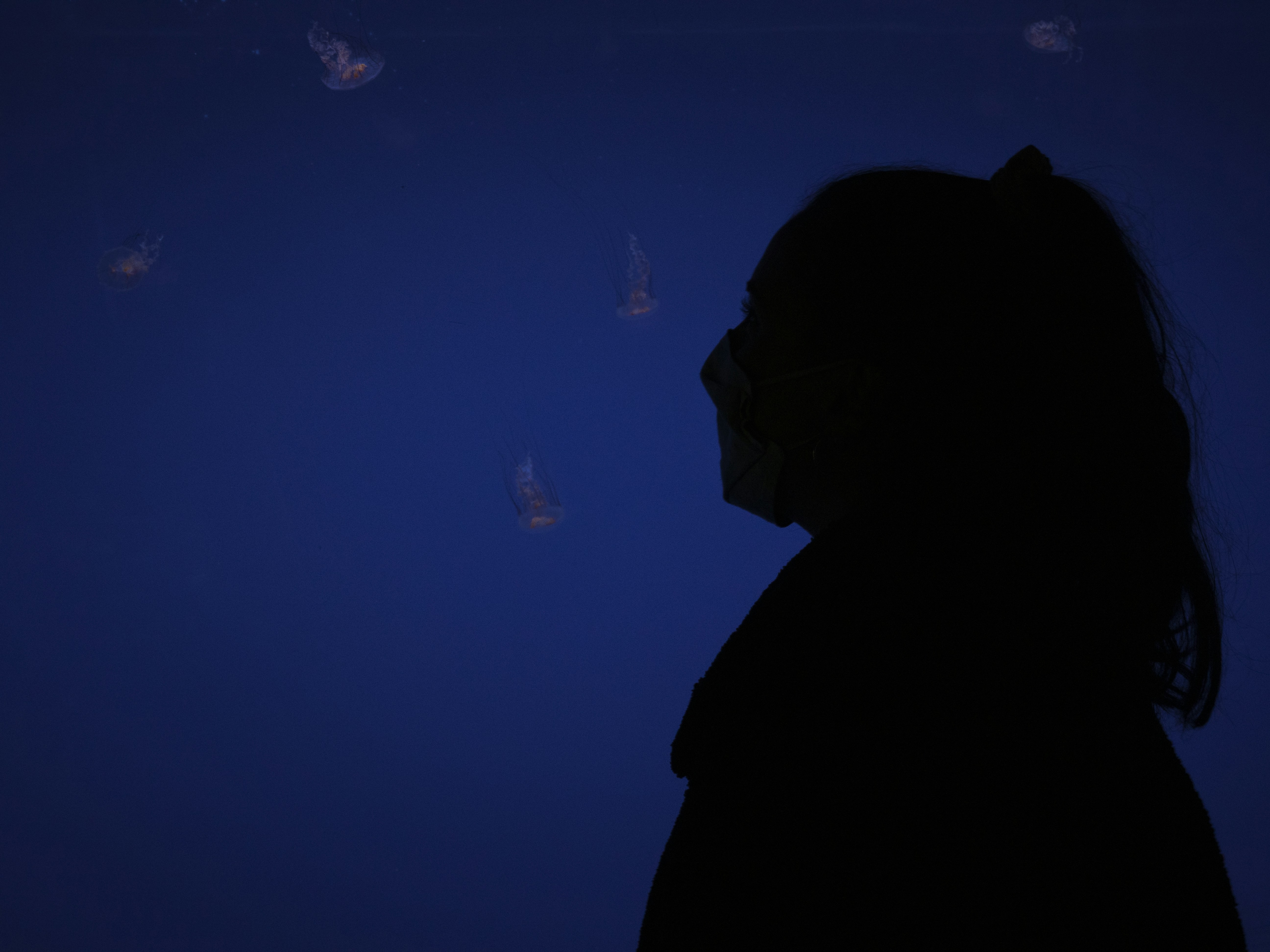 Silhouette of a person gazing at ethereal jellyfish illuminated against a deep blue backdrop.