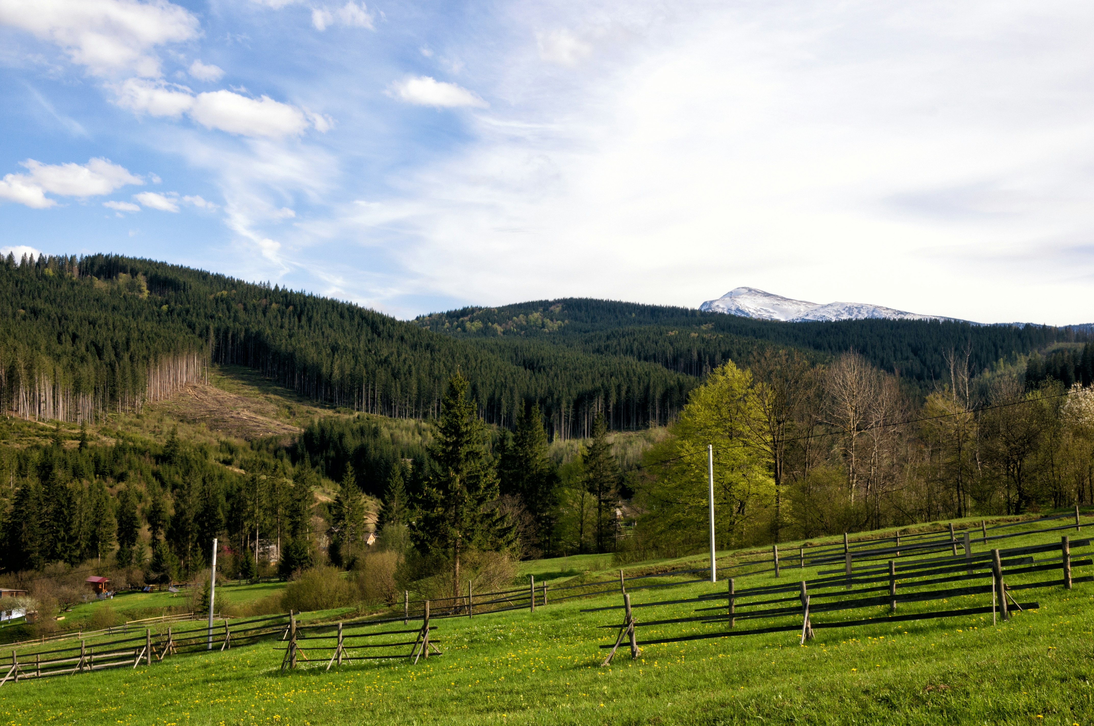 Lush green valley framed by towering trees and distant snow-capped mountains under a bright blue sky.