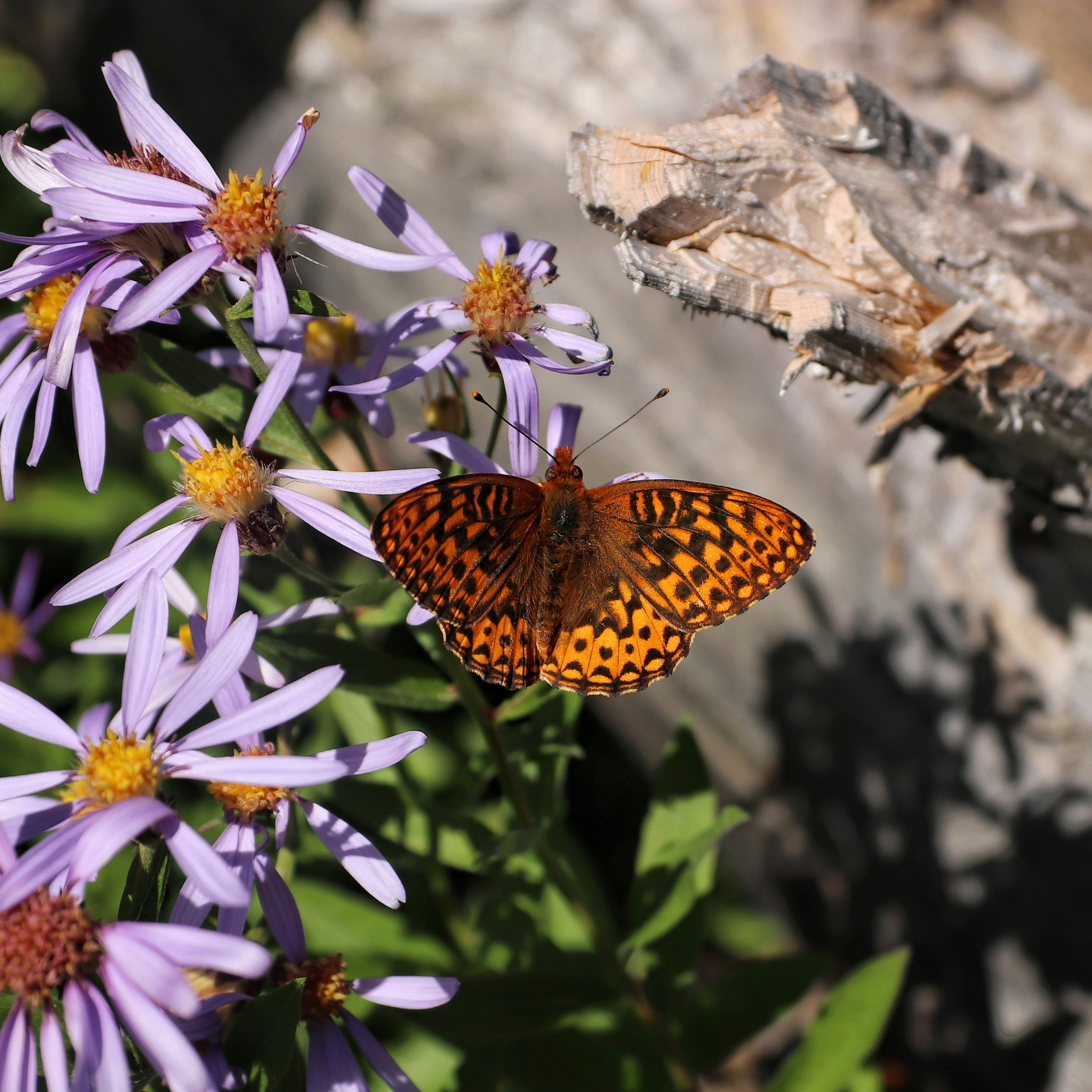 Sunlit Orange-Black Butterfly on Purple Aster Blossoms by Weathered Rock