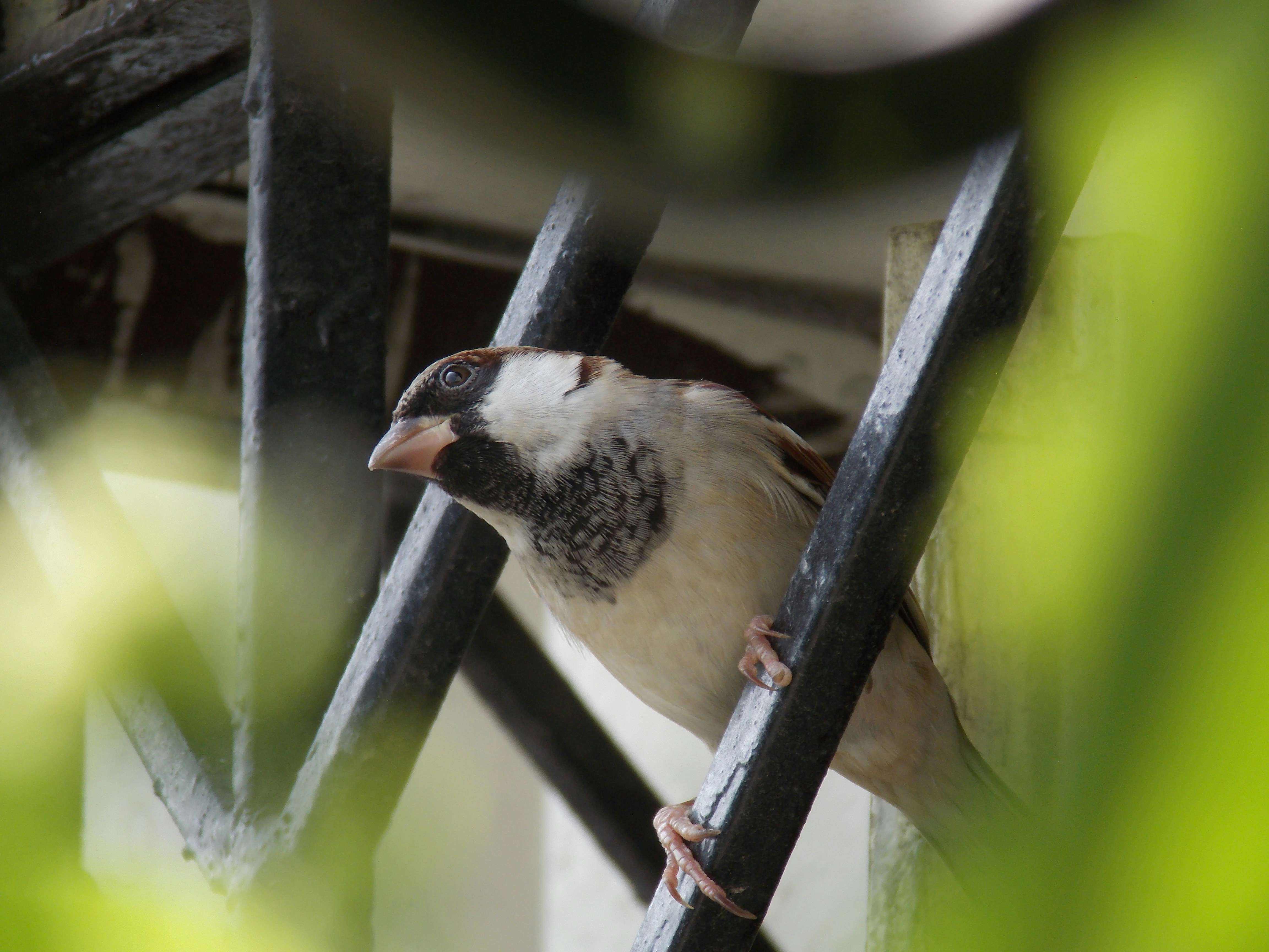 A small passerine perches between metal bars with blurred green foliage in the foreground.