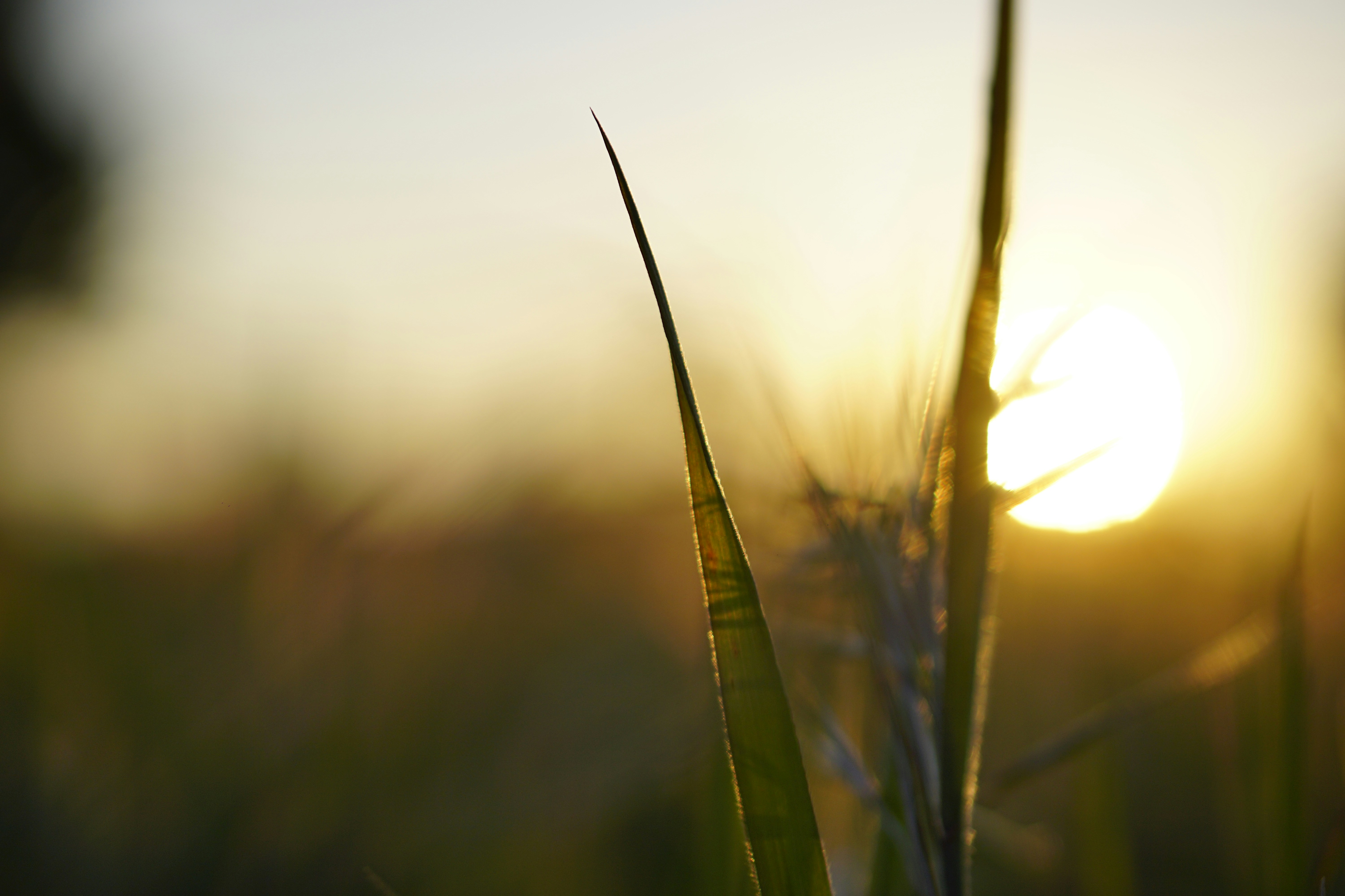 Delicate grass blades silhouetted against a glowing sunrise, capturing the essence of early morning tranquility.