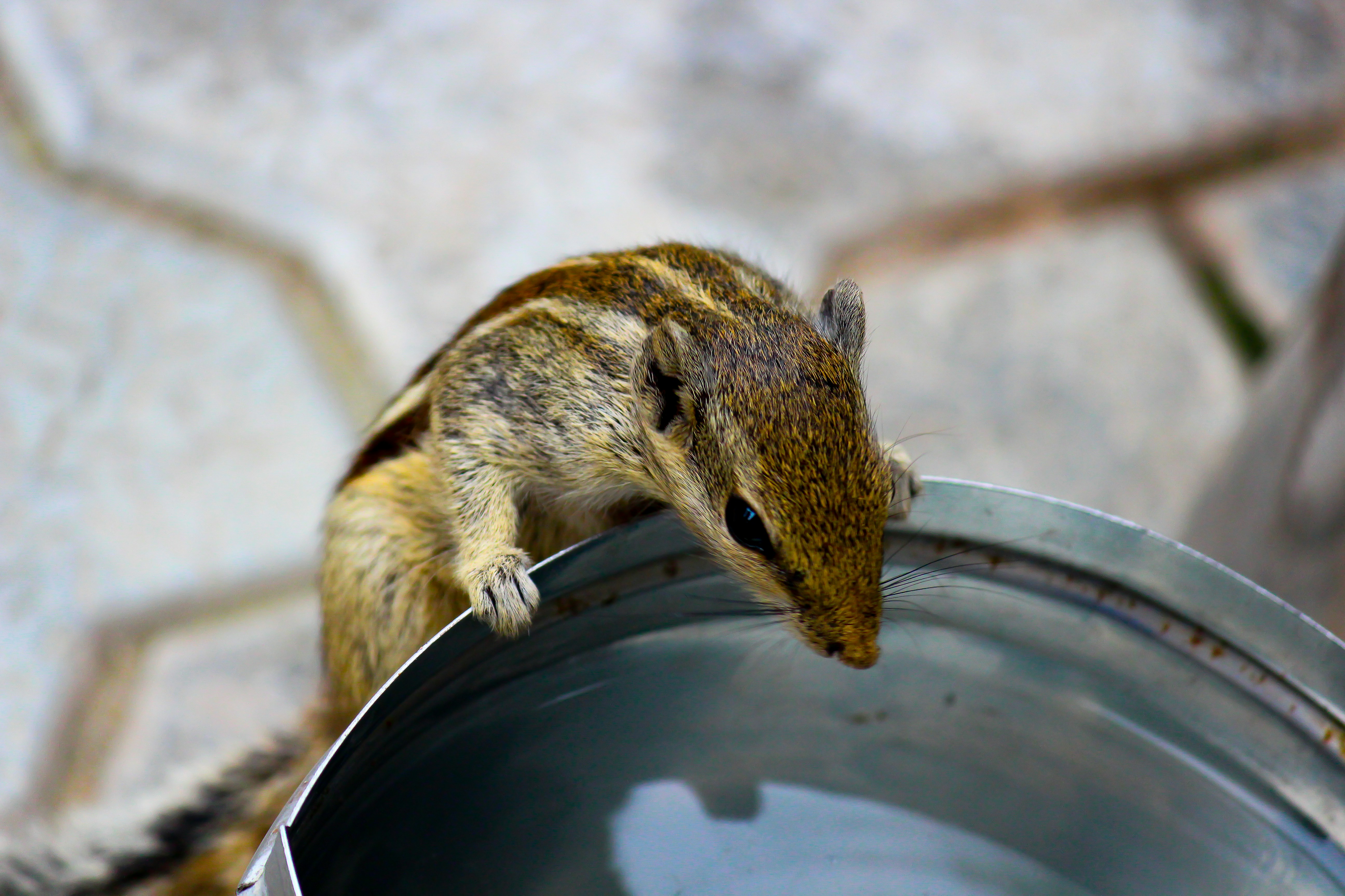 squirrel try to drink water