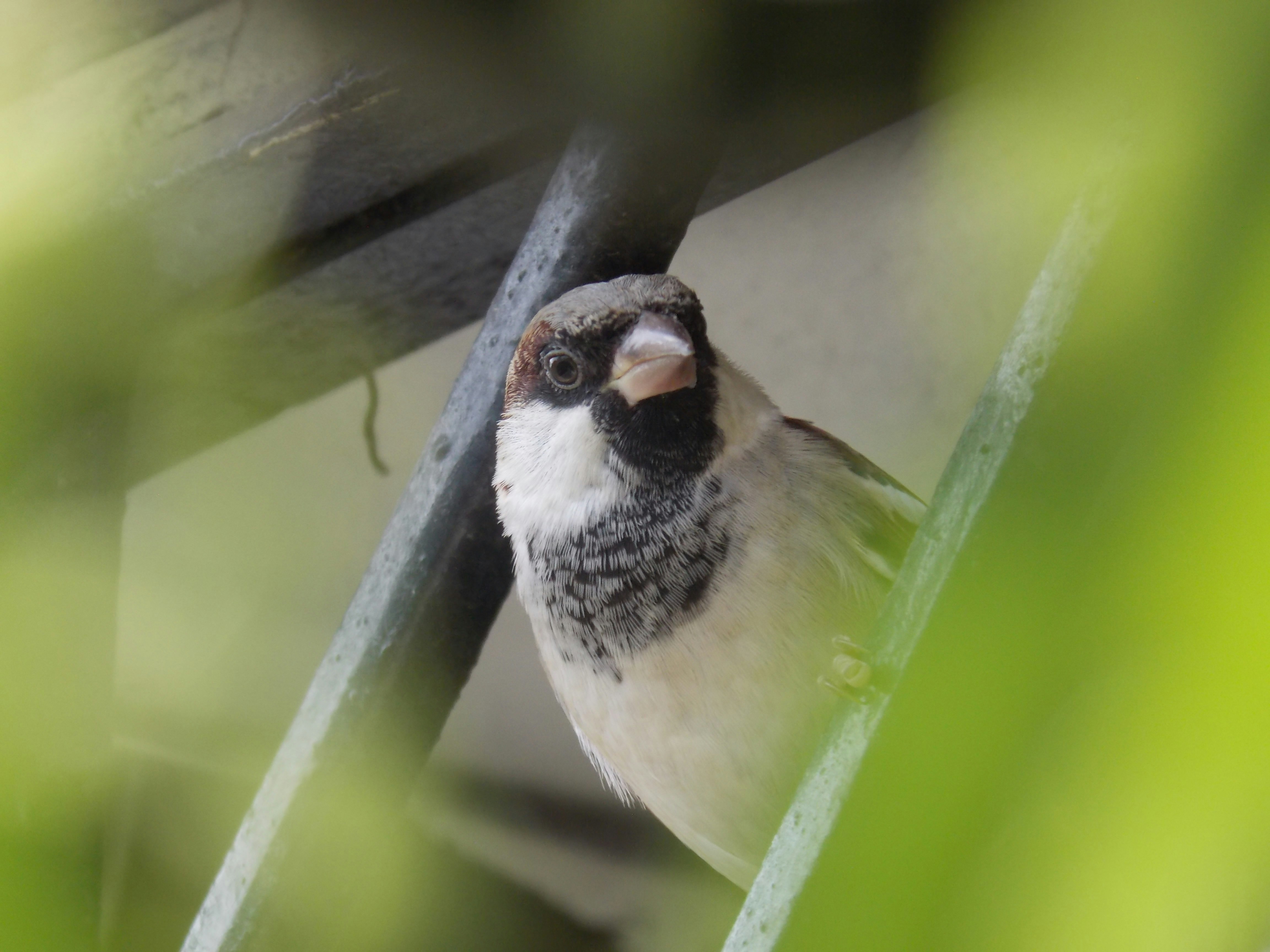 Close-up of a small bird with a black facial mask peering through blurred green foliage.