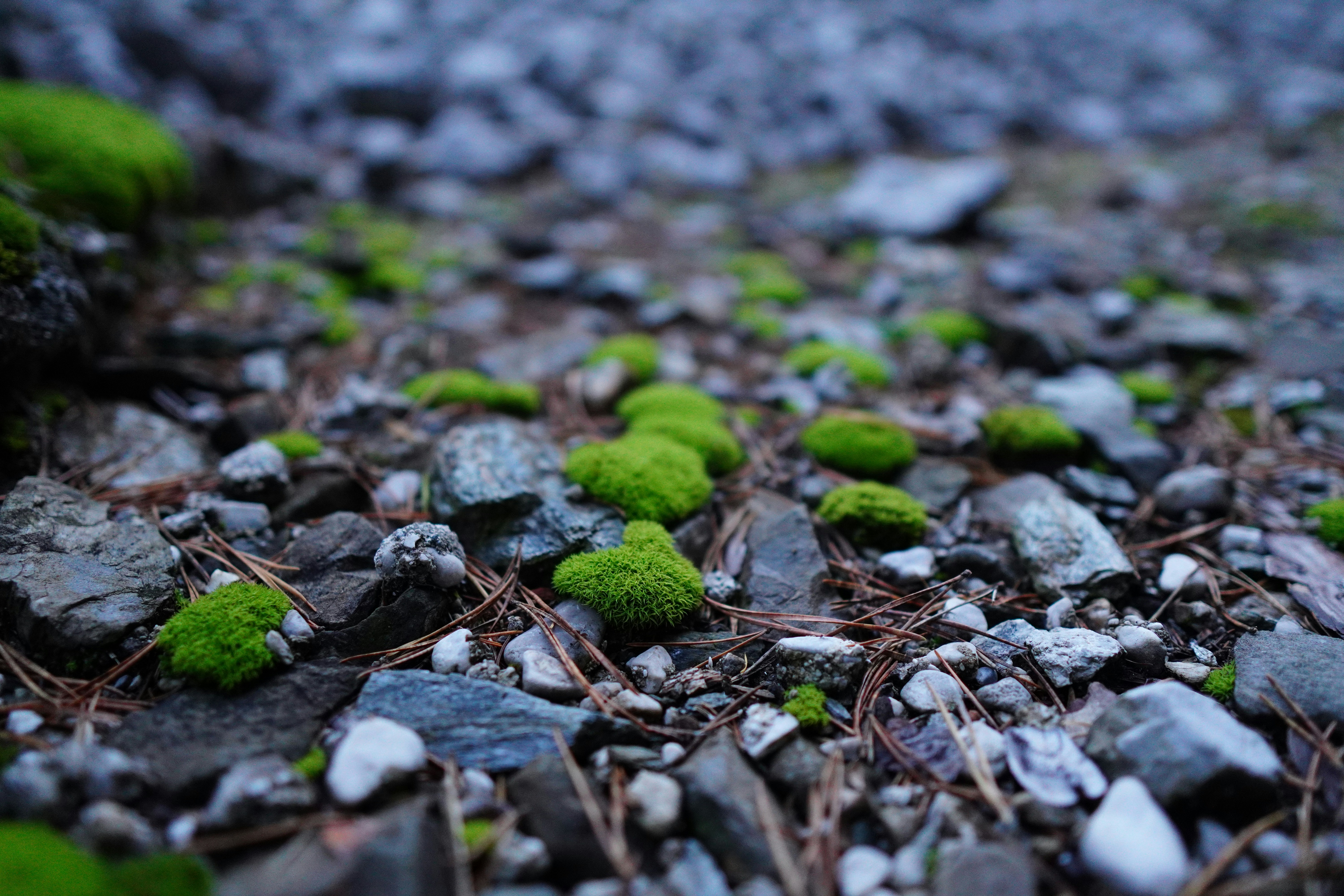 Moss cushins on a stony ground.