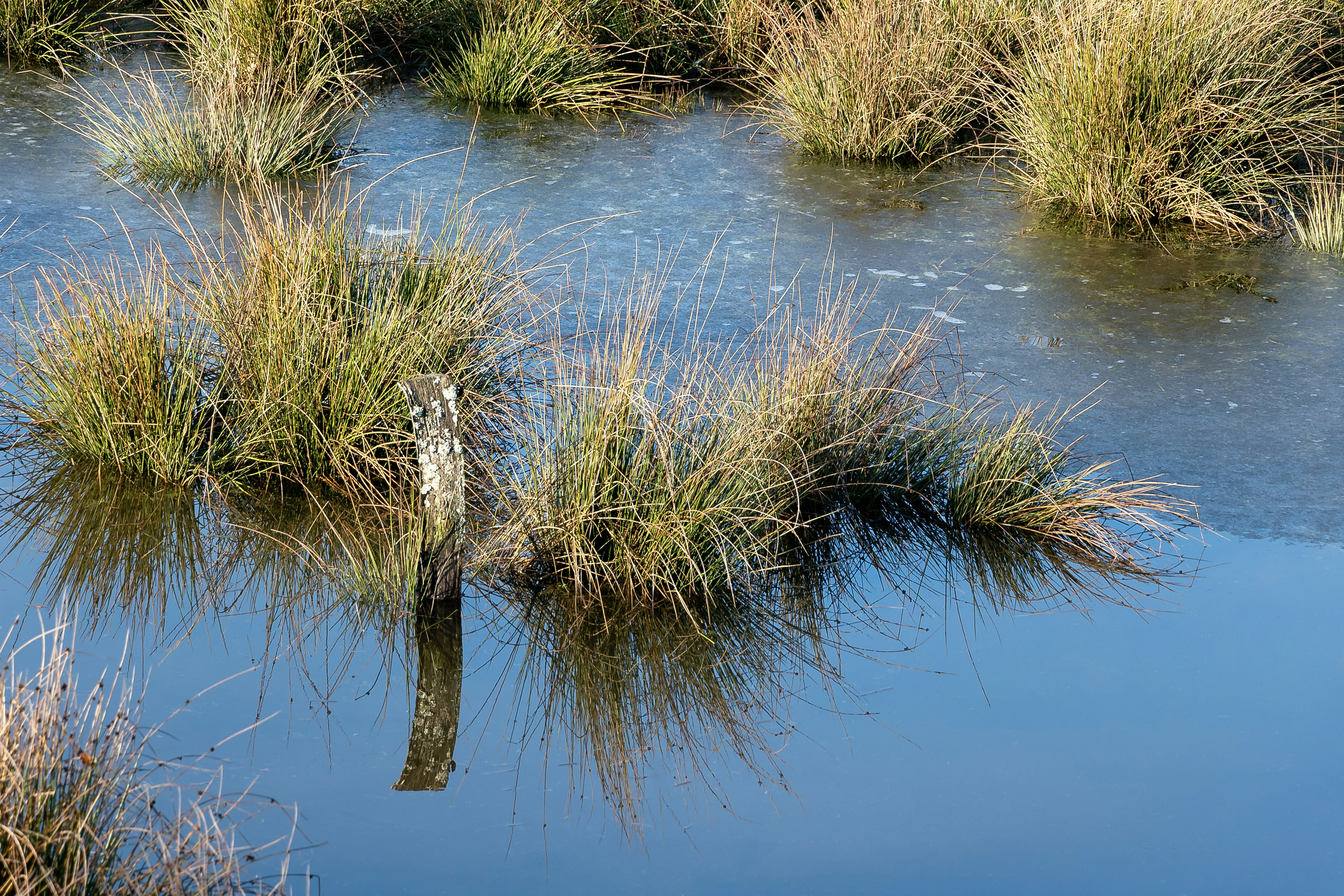 Tall grasses emerging from a tranquil water surface, reflecting the serene landscape in a marshy environment.