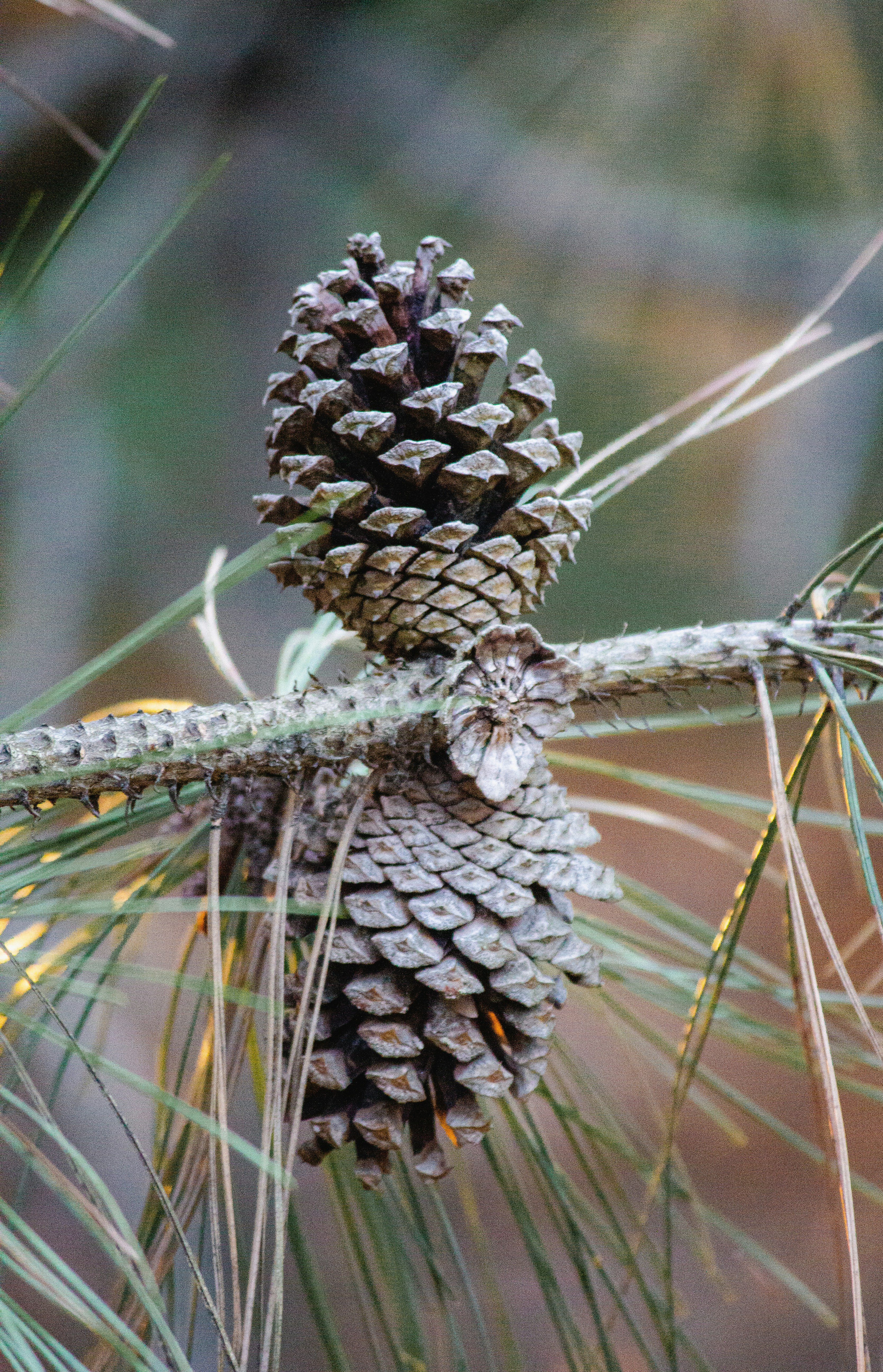 A pair of pinecones | brown pine cone on brown stem