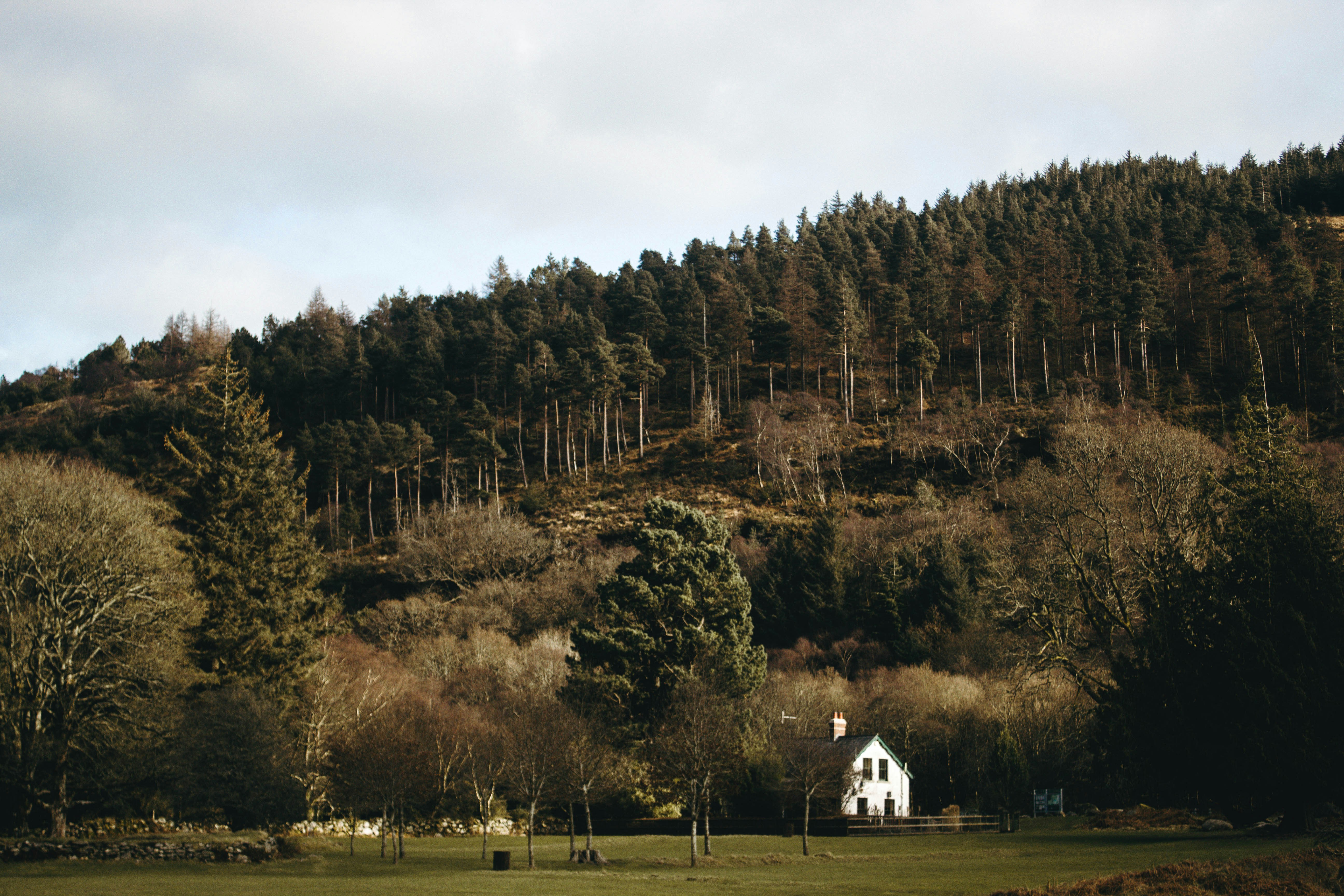 A quaint white cottage nestled in a lush green landscape, surrounded by towering pine trees and gentle hills. The scene evokes a sense of peaceful isolation.
