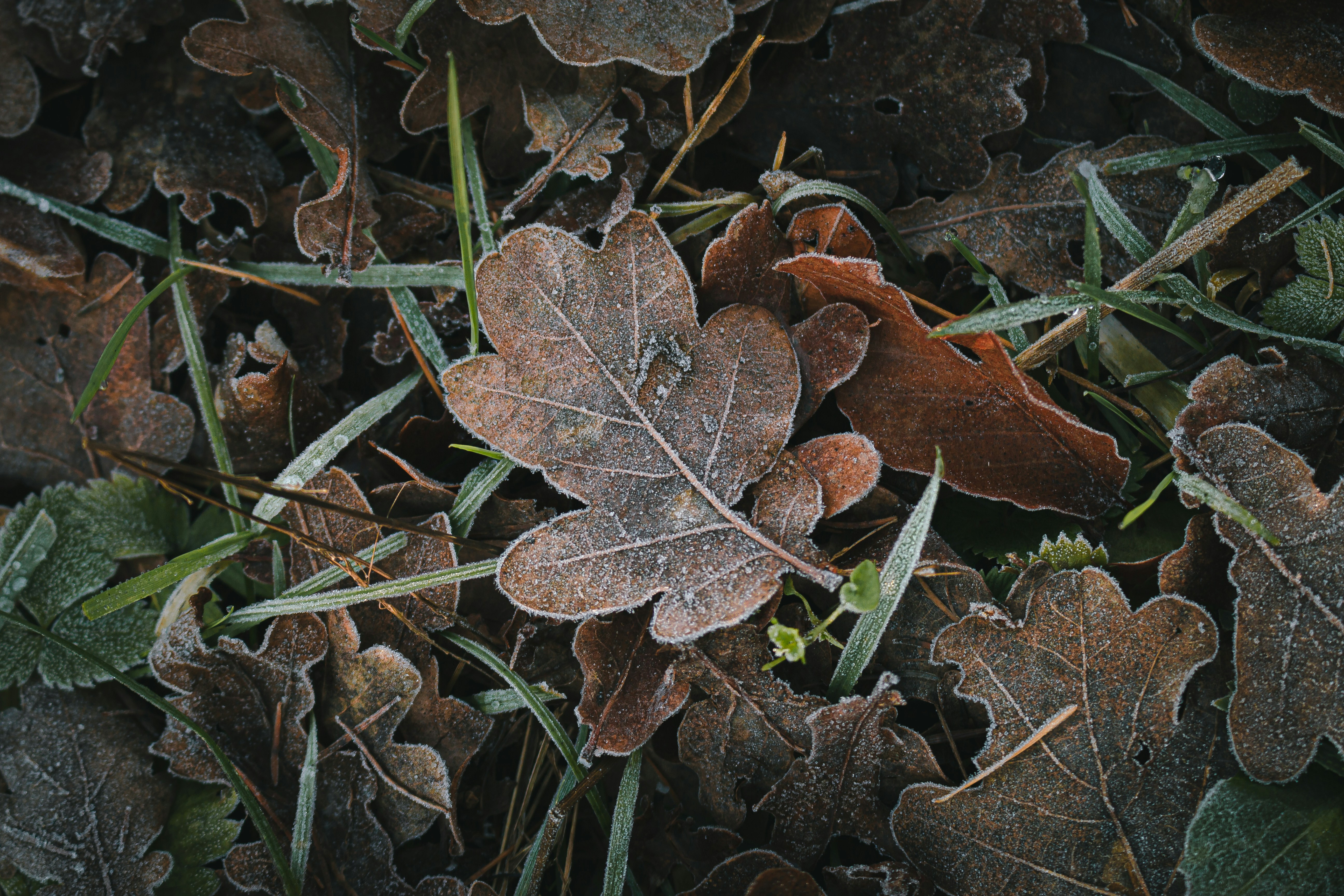 Frost-kissed leaves scattered across the ground, showcasing the intricate textures and earthy tones of late fall.