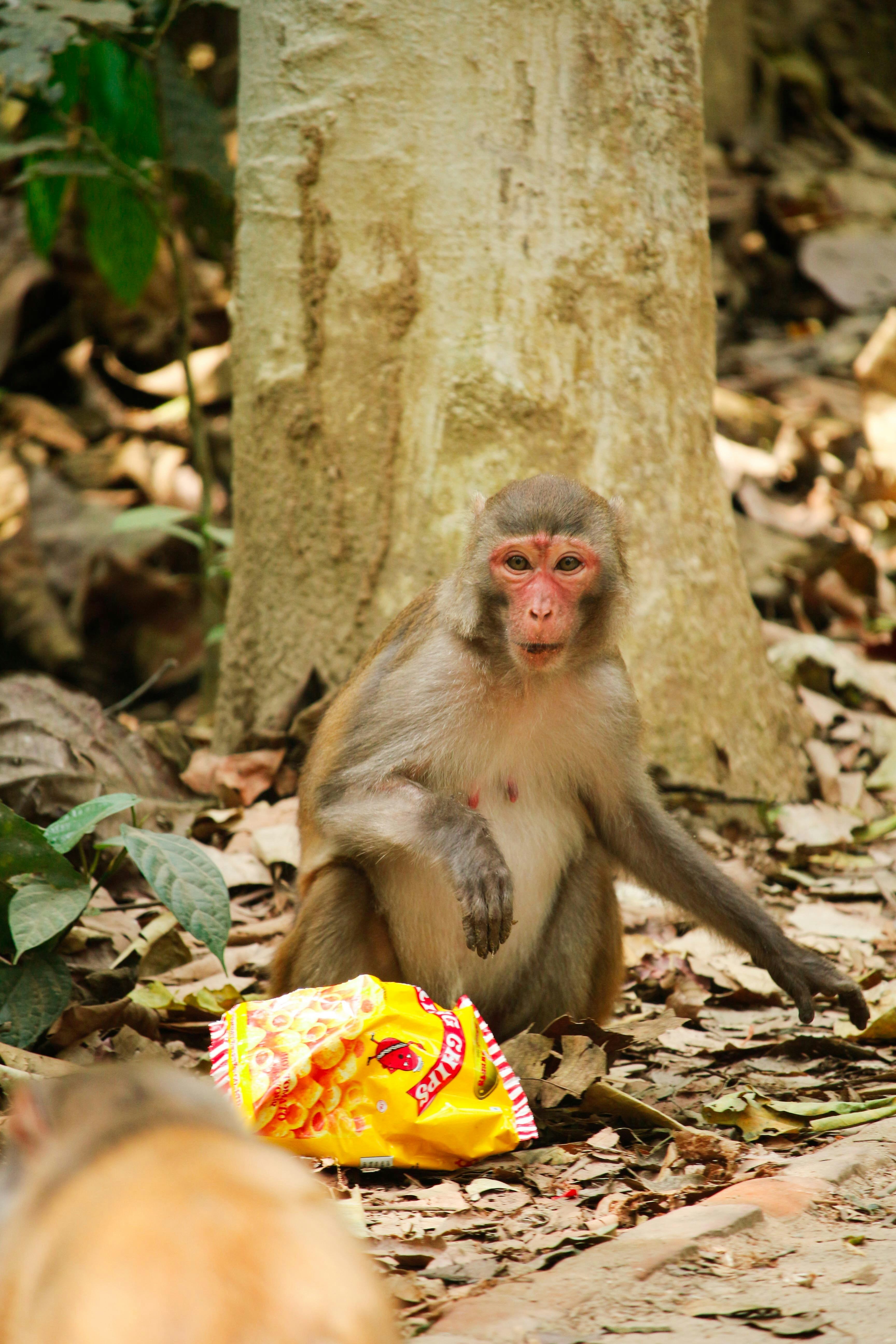 brown monkey sitting on brown rock during daytime