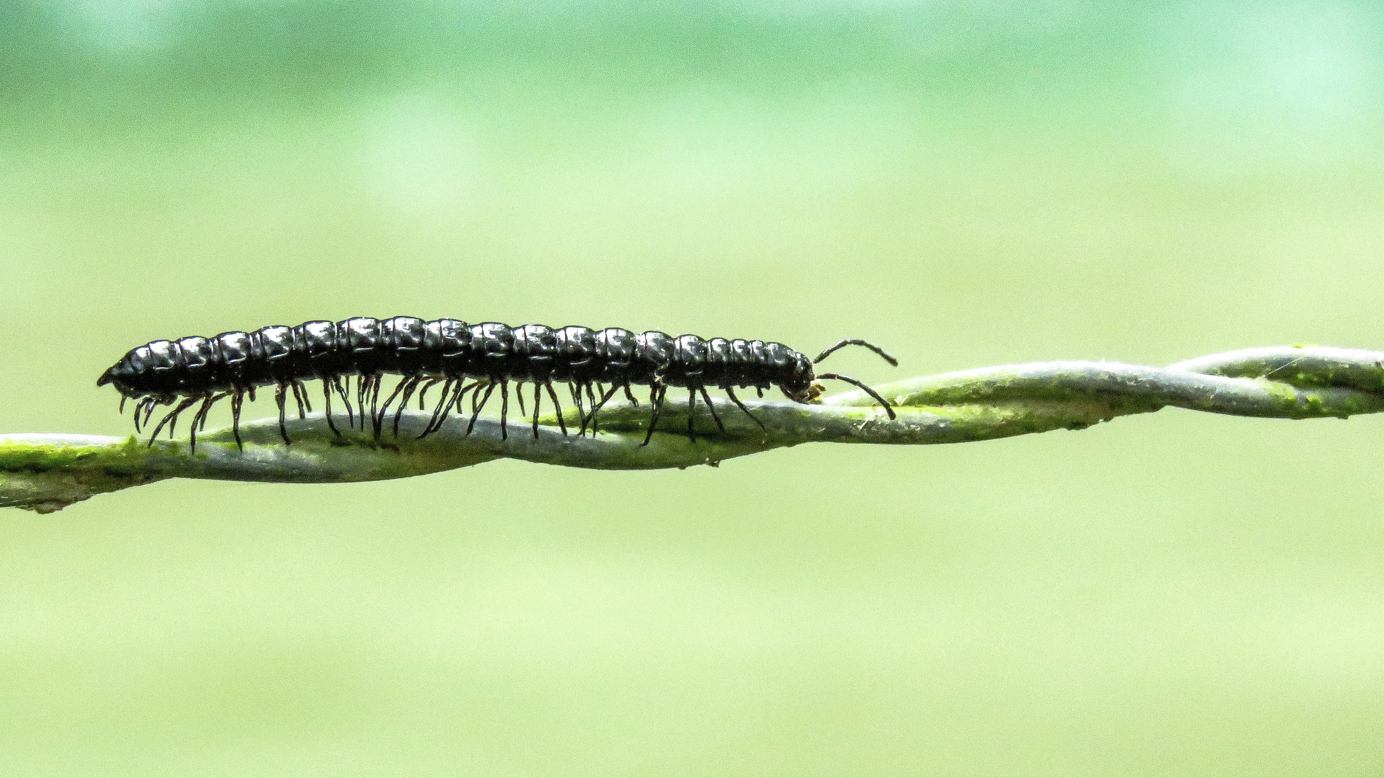 Small black insect larvae line a slender twig, forming a tight procession against a soft green background; a close-up study of segmented bodies and tiny legs.