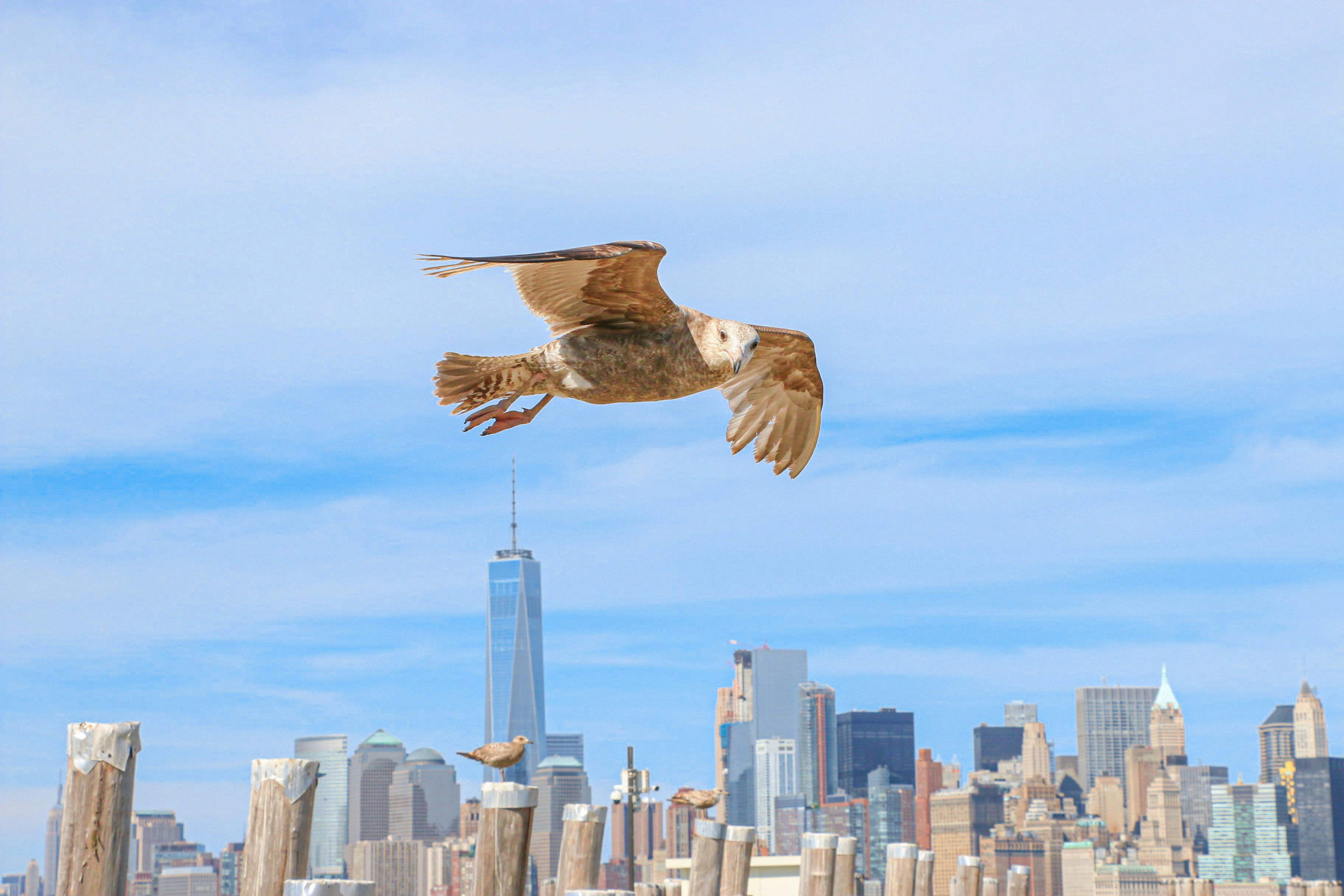 A hawk gliding gracefully against a backdrop of a bustling city skyline, showcasing the contrast between nature and urban life.