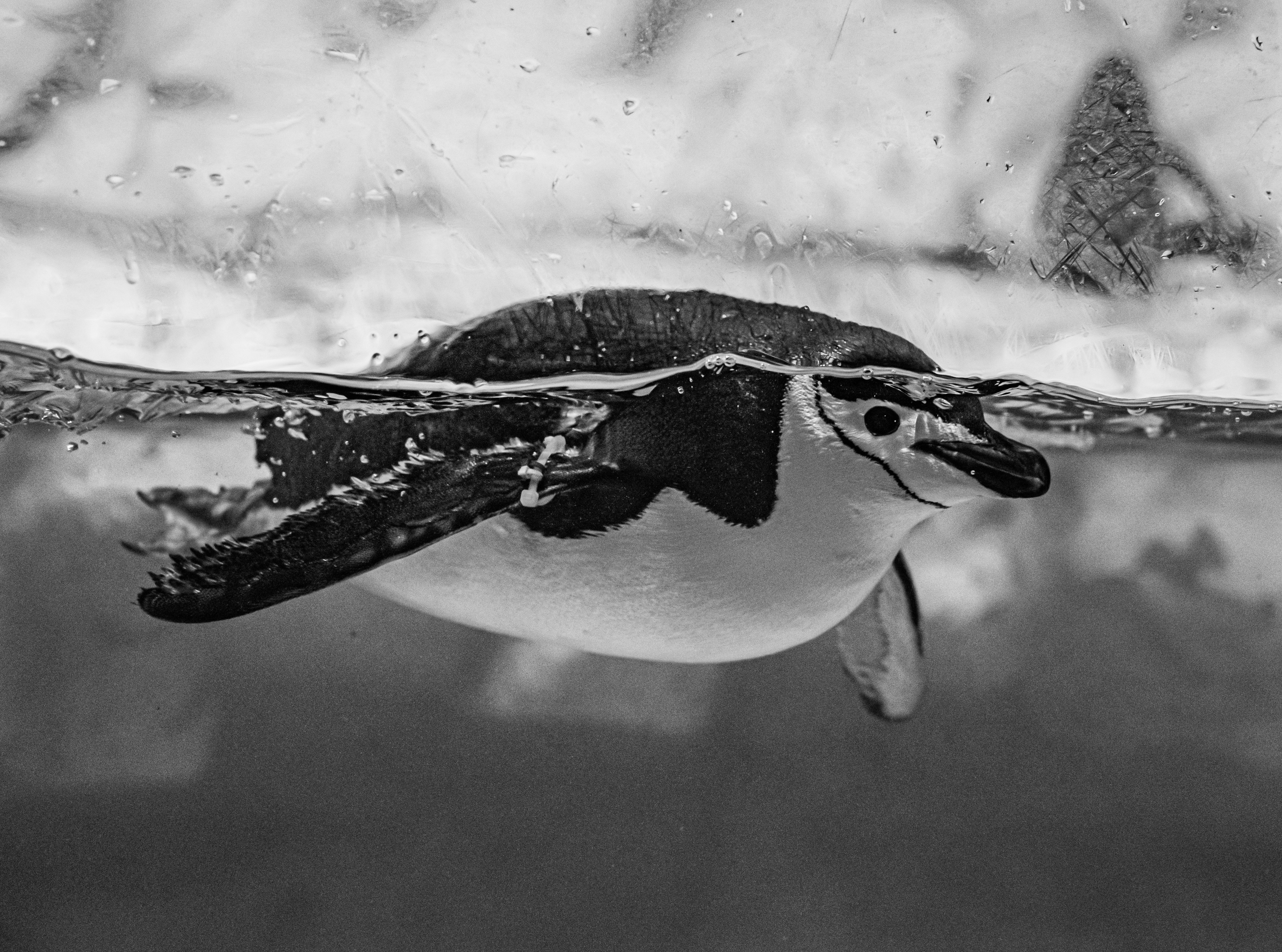 Split-Glass Glide: A Penguin's Mid-Water Moment