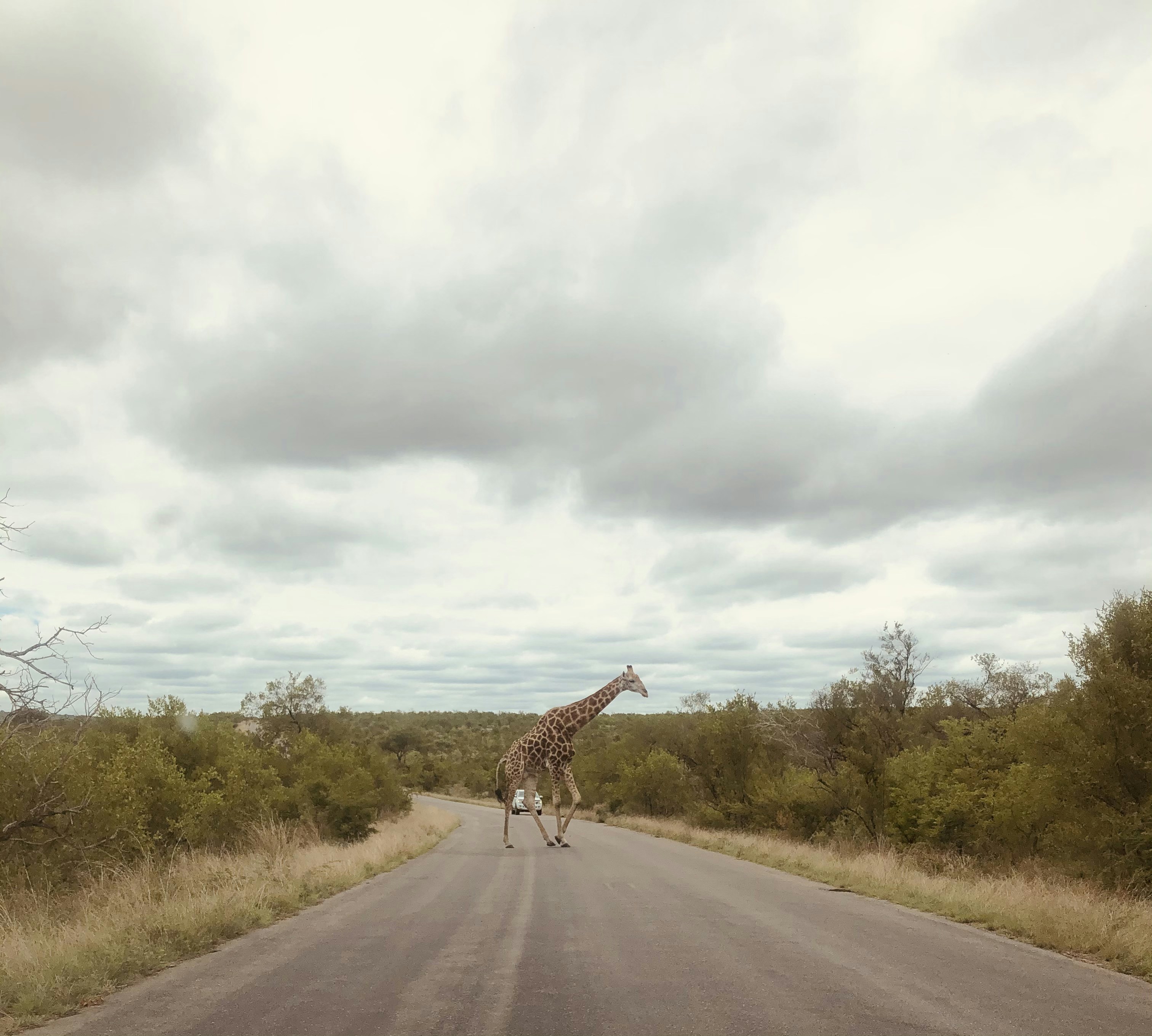 A Giraffe's Journey Across the Open Road