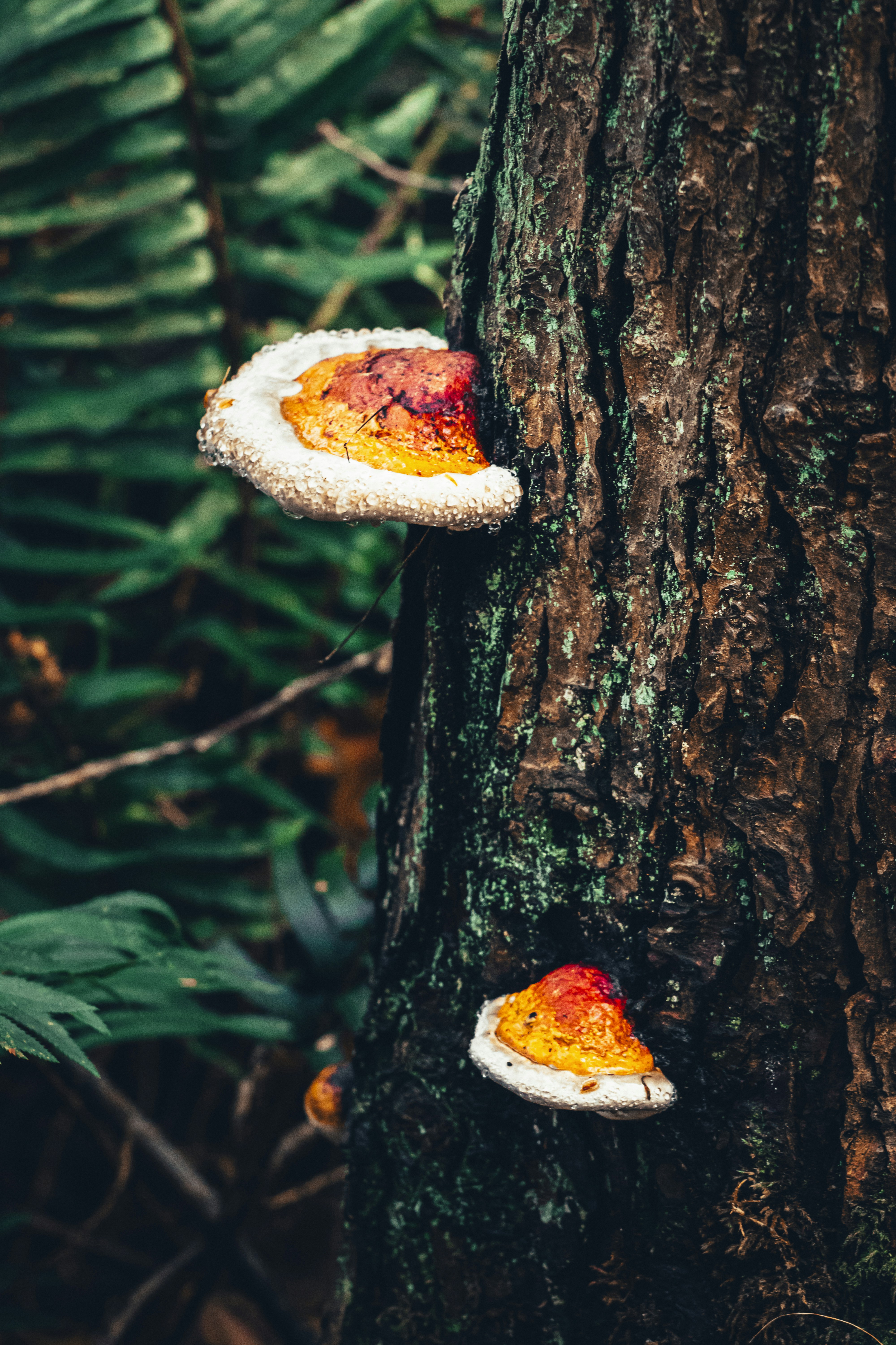 Brackets of Fire: Orange Shelf Fungi on a Weathered Trunk