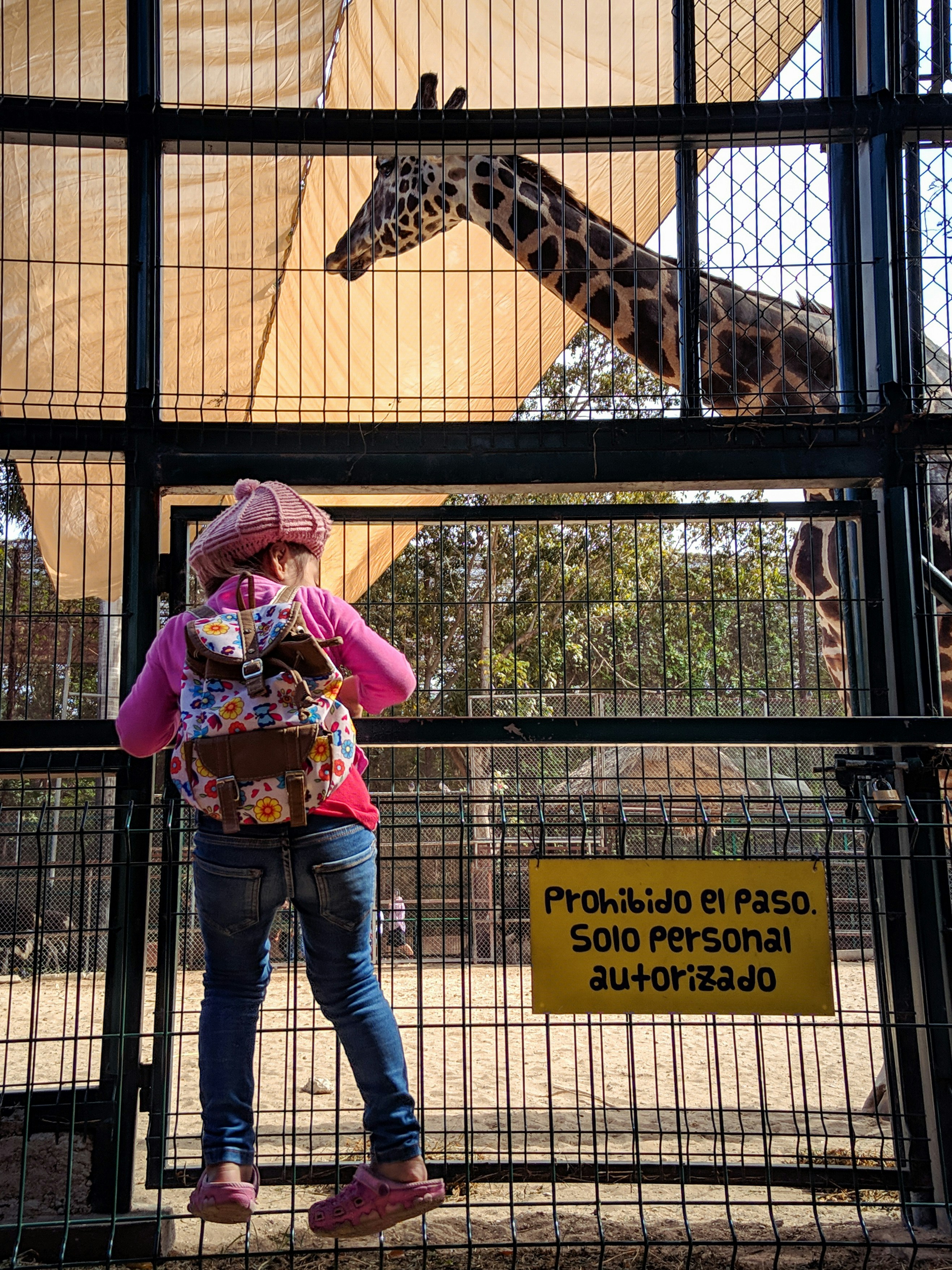 Giraffe Through the Grids: A Child’s Curious Gaze at Zoo Barriers