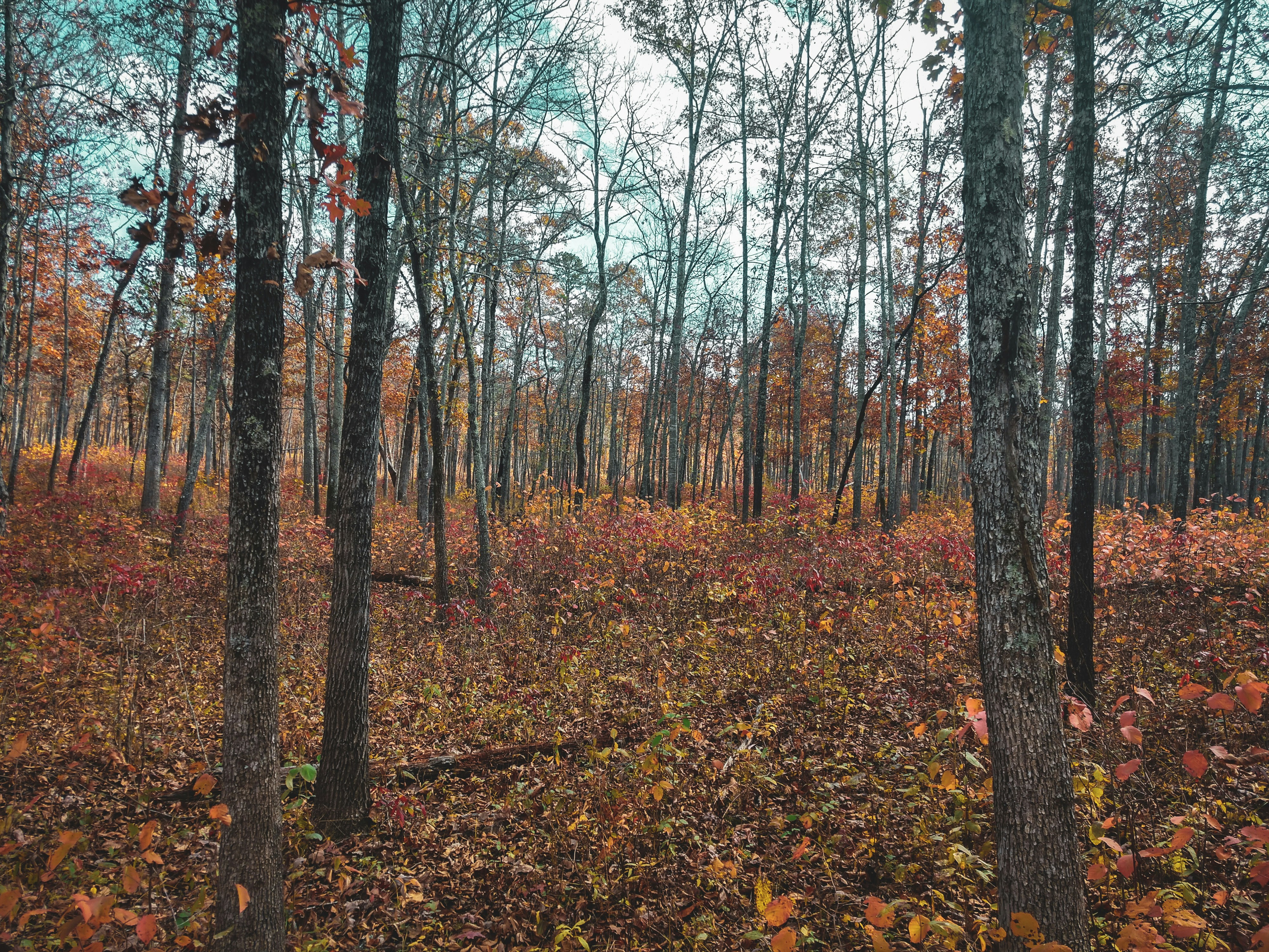 Motorola Moto Z3 Sample Shots