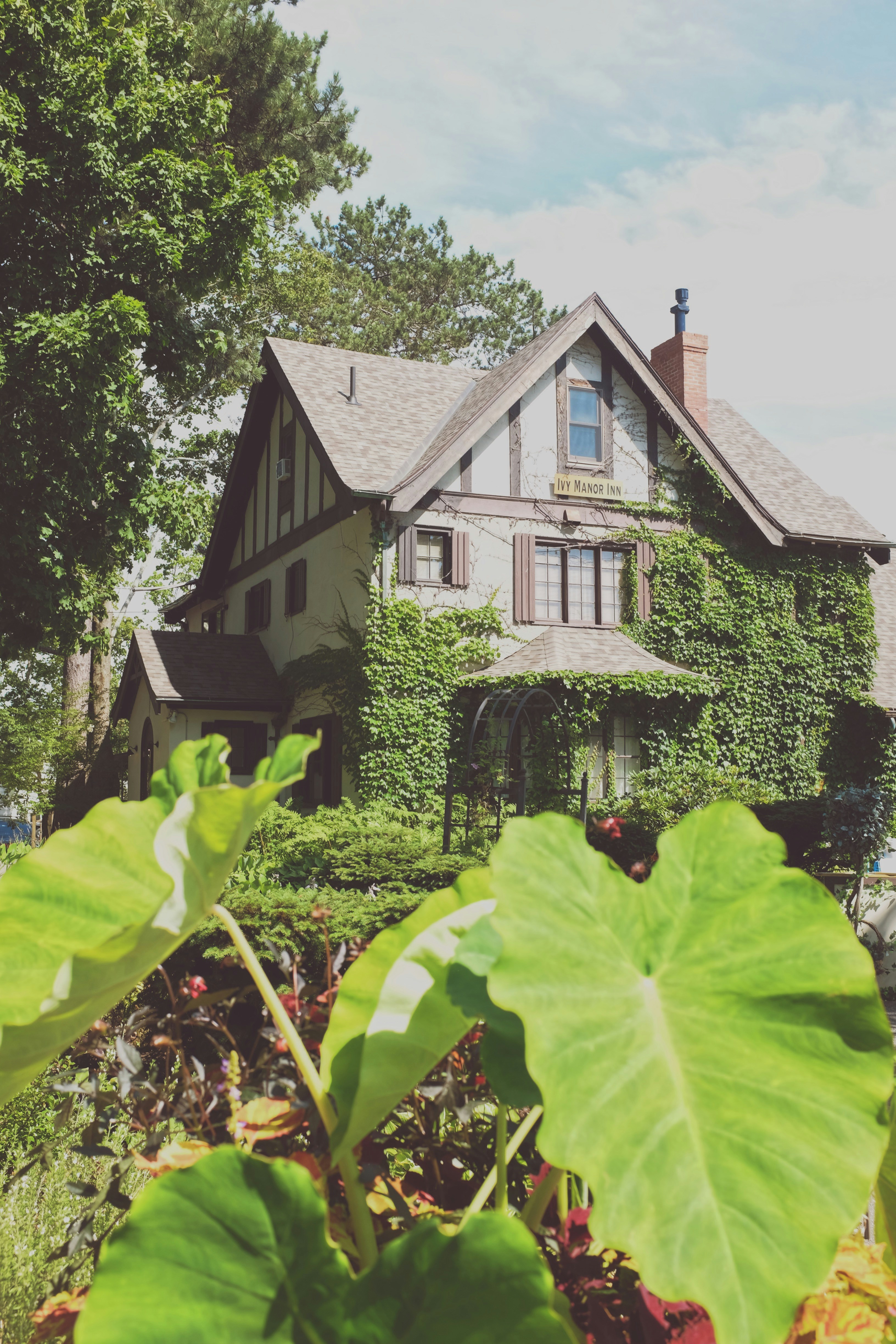 Ivy-Wrapped Cottage Framed by Giant Garden Leaves