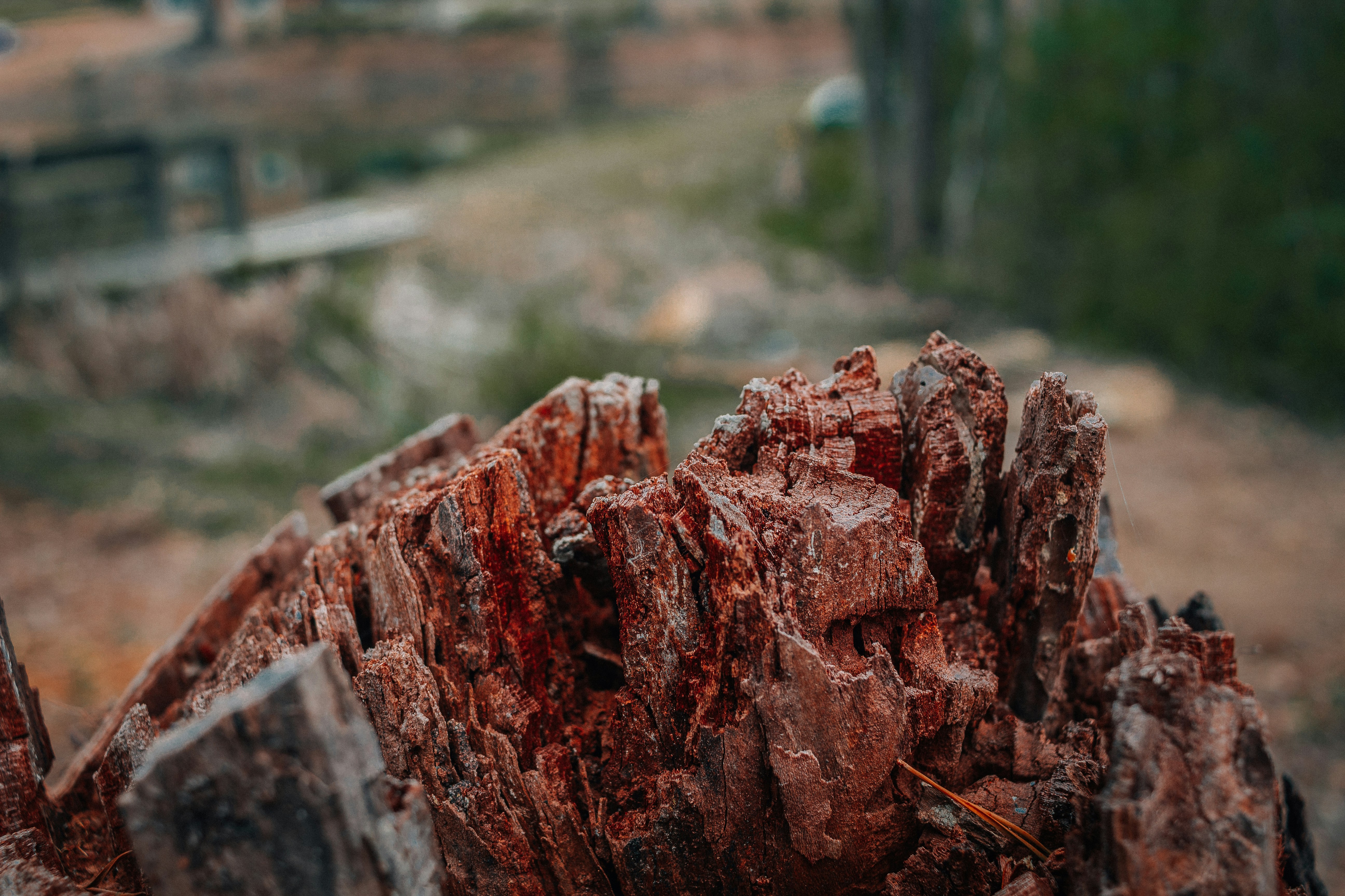 Crimson Timber in Focus: Macro Texture of a Weathered Stump