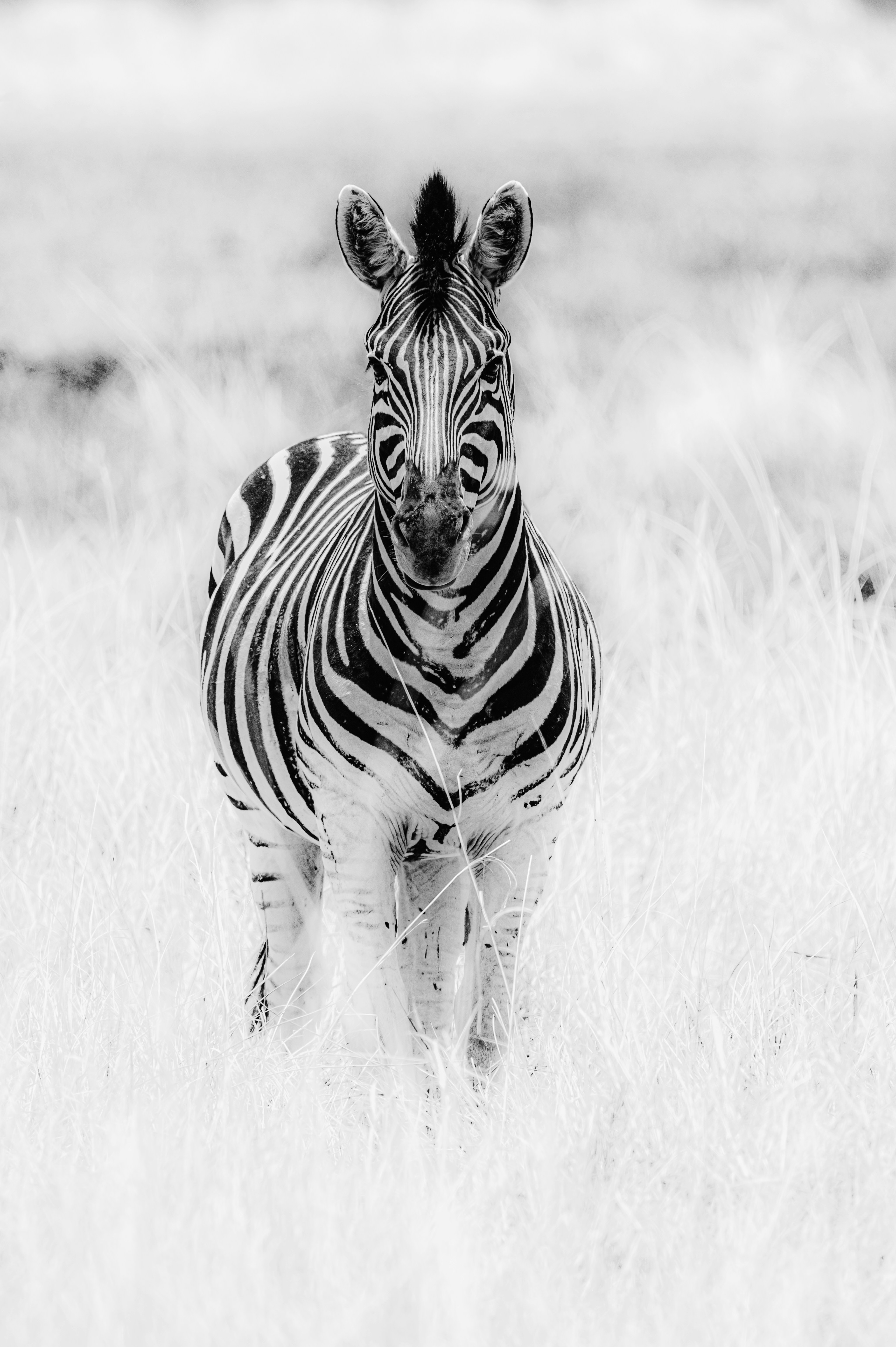 A zebra standing amidst tall, dry grass, captured in striking black and white tones. The intricate patterns of its stripes are highlighted against the soft background.