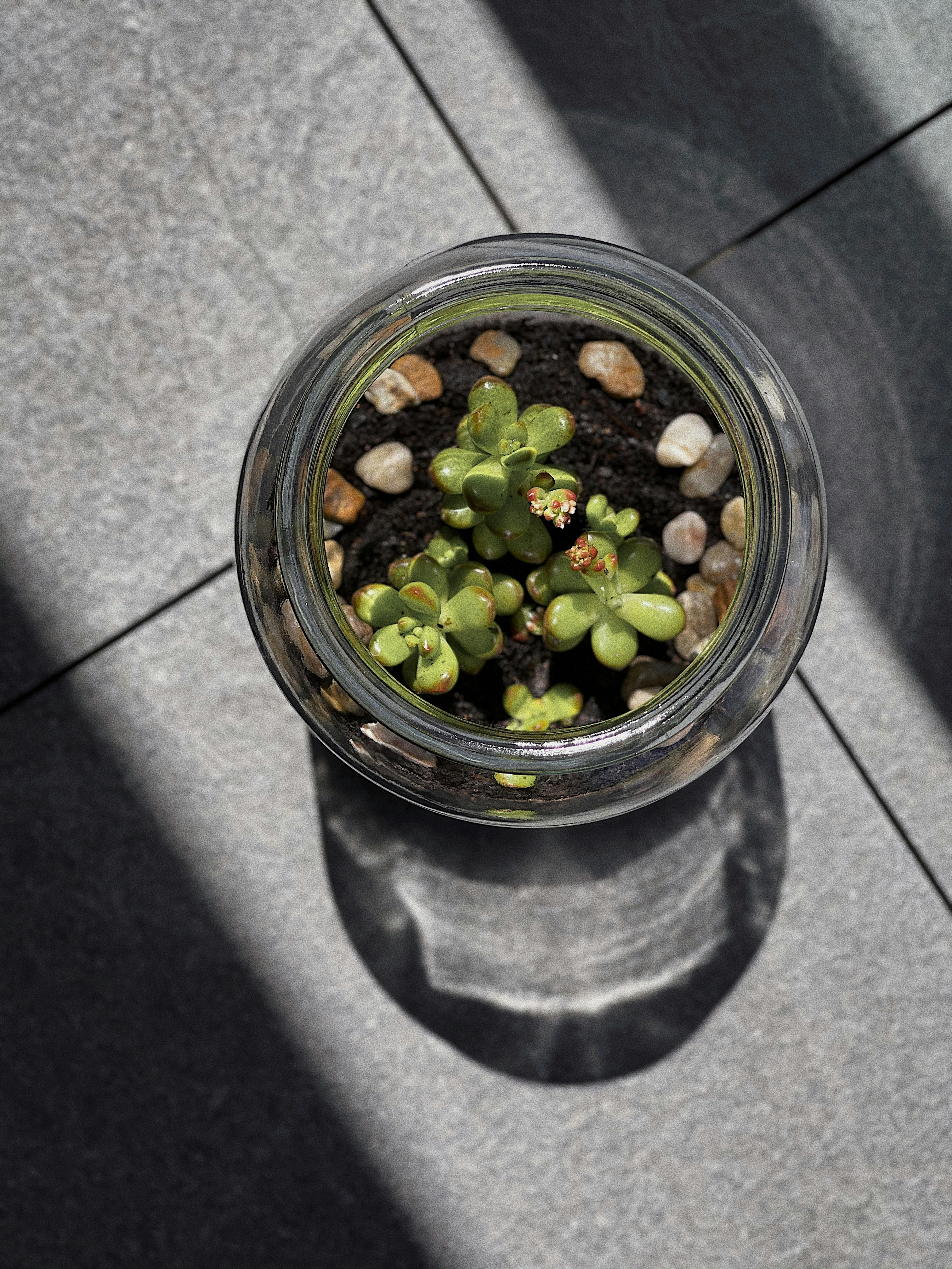 A close-up view of a succulent plant in a glass jar, surrounded by pebbles and dark soil, casting a soft shadow on a textured surface.