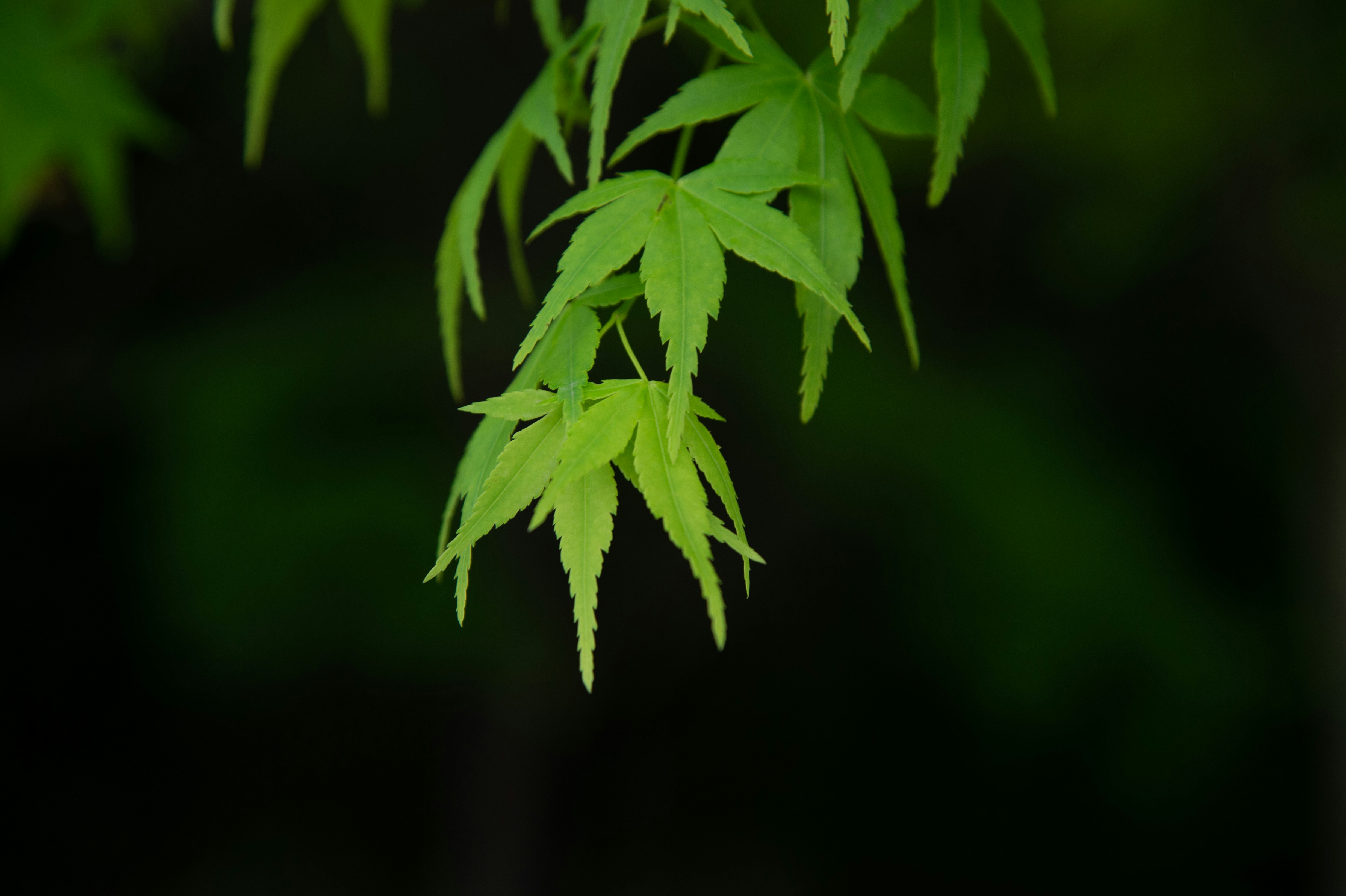 Delicate green maple leaves glistening against a blurred dark background, showcasing the beauty of nature's renewal.