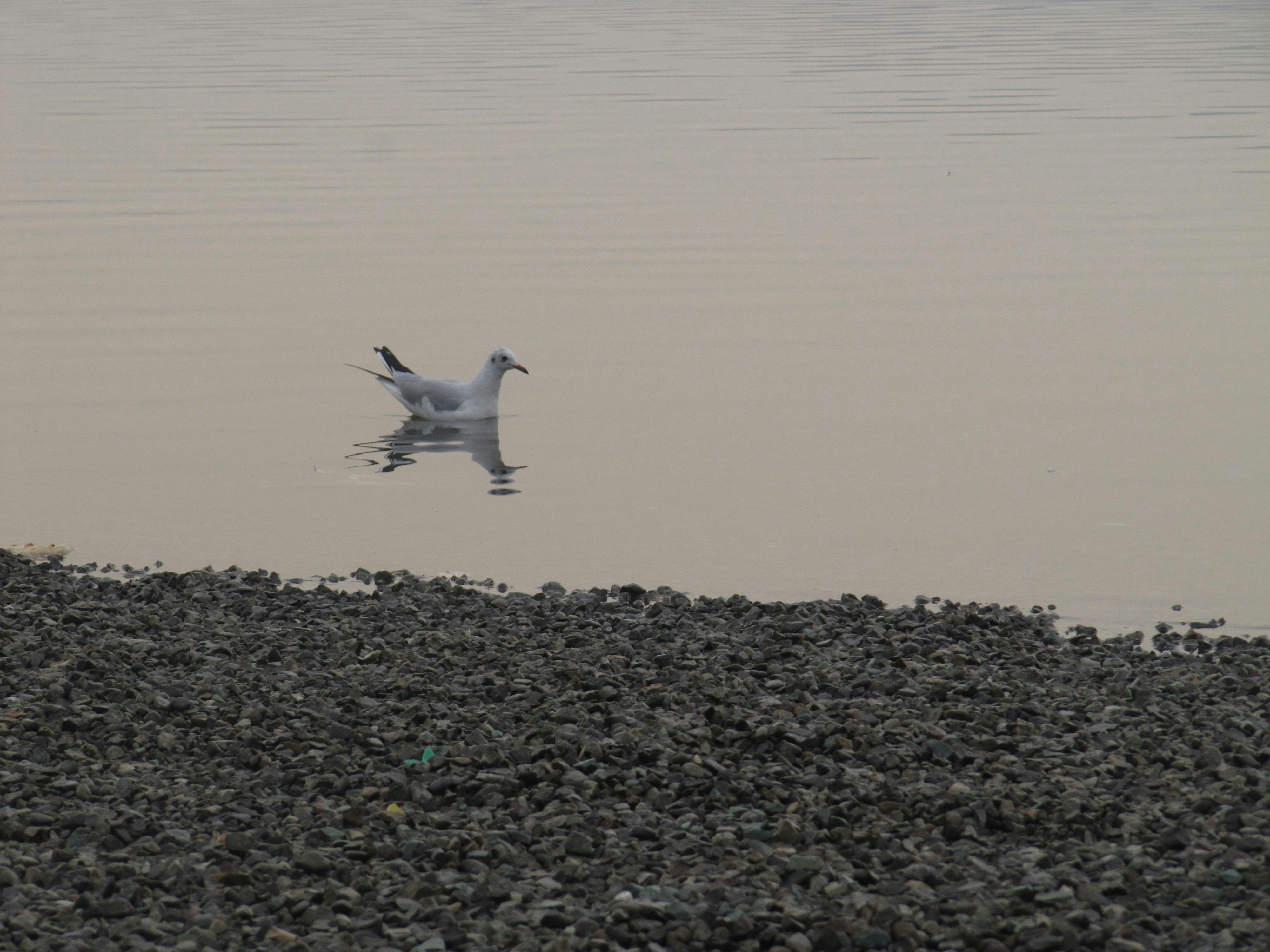 A solitary seagull glides across calm waters, surrounded by a rocky shoreline. The soft hues of dawn create a tranquil atmosphere.